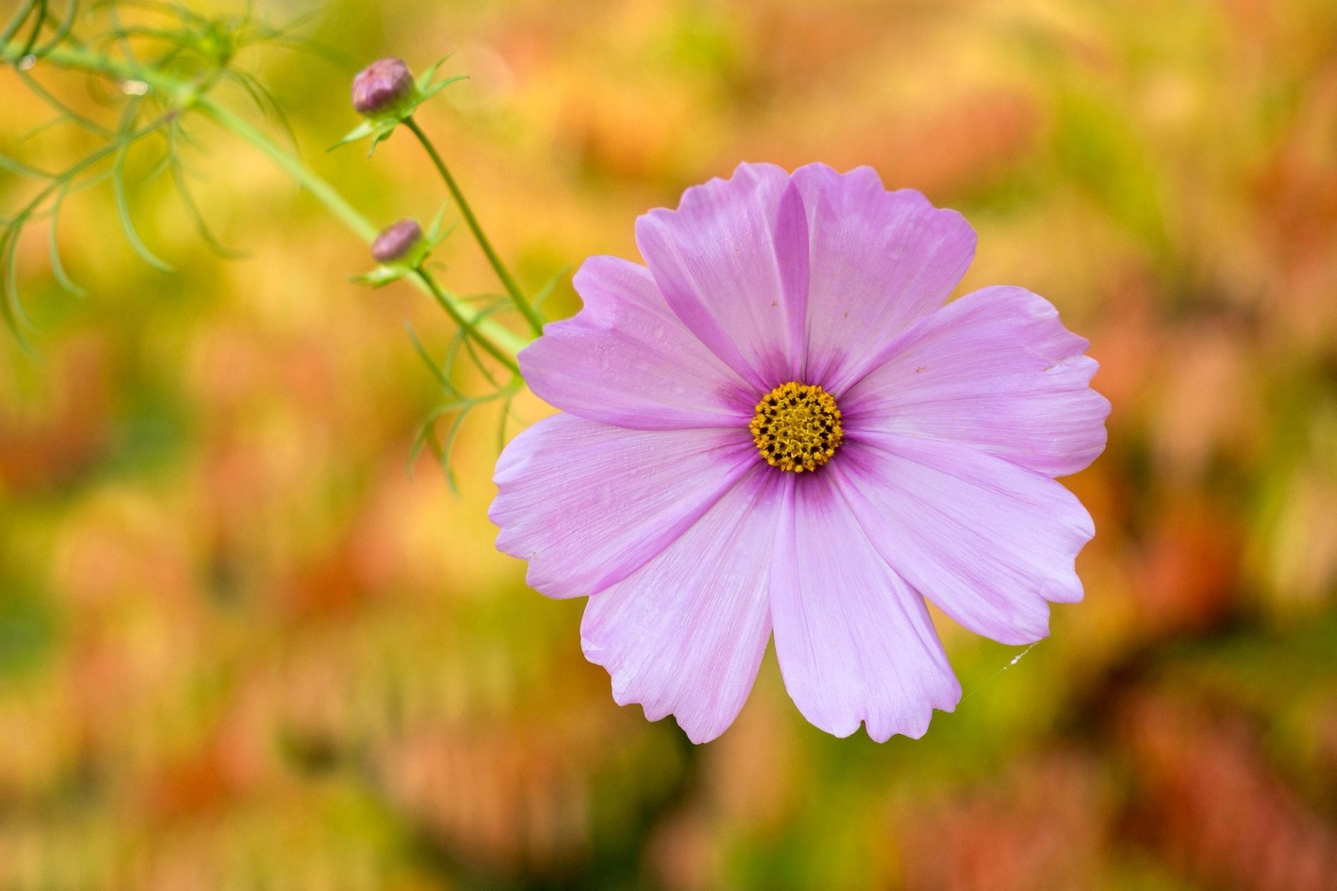 Download Purple Flower Flower Nature Cosmos (Plant) HD Wallpaper