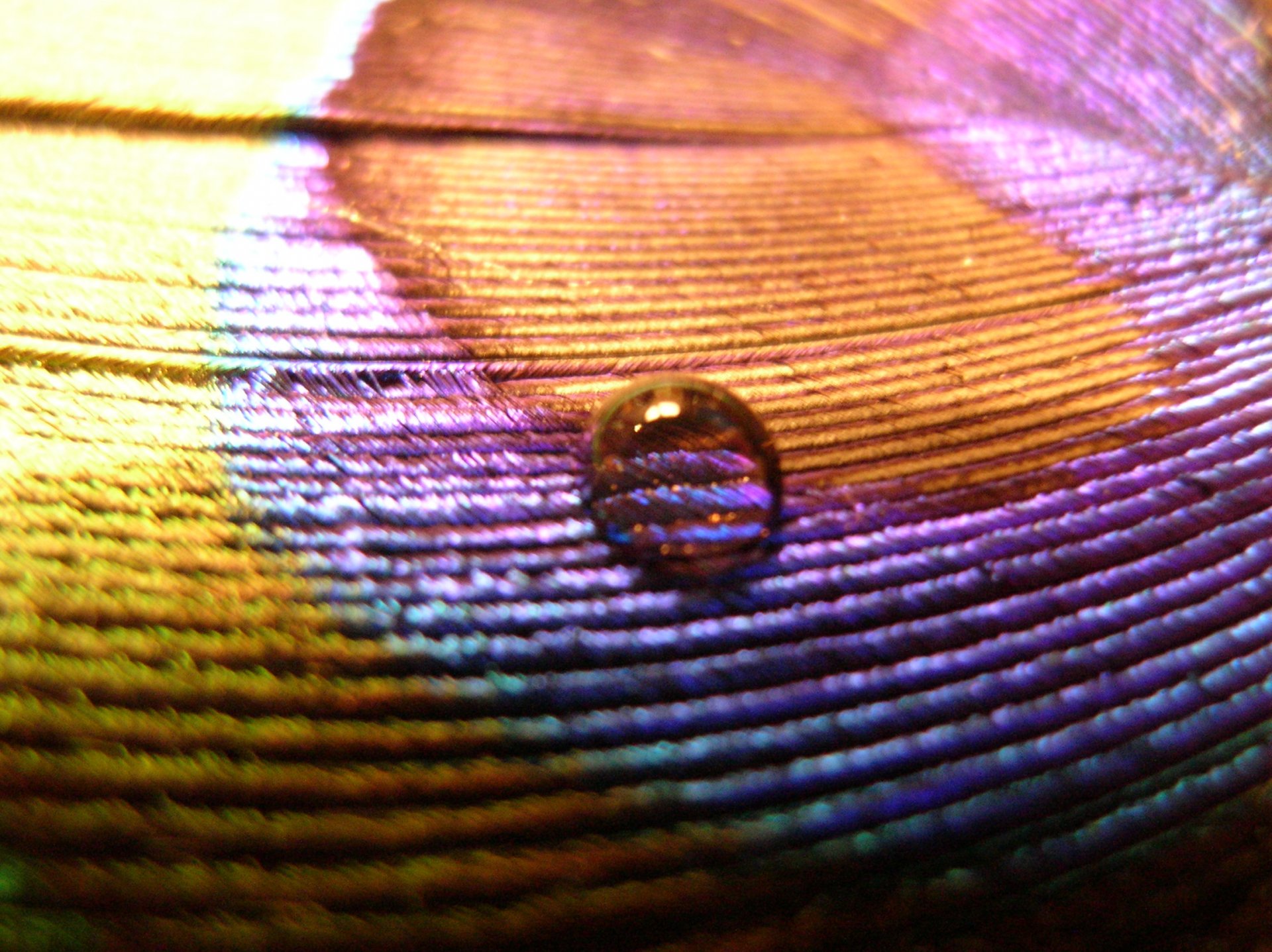 Drop