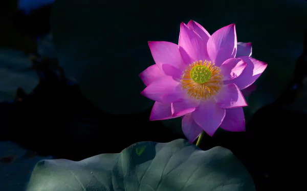 [50+] Lotus 4k Wallpapers