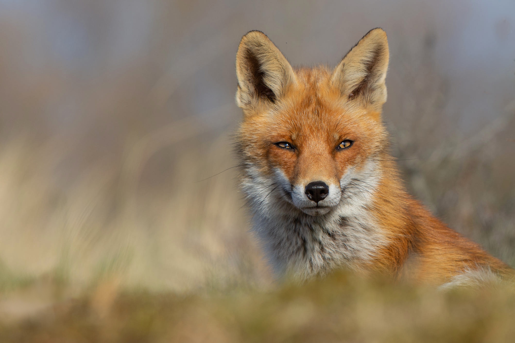 Download Stare Animal Fox HD Wallpaper