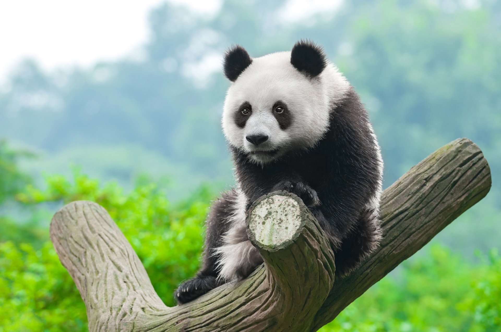 Download Animal Panda 4k Ultra HD Wallpaper