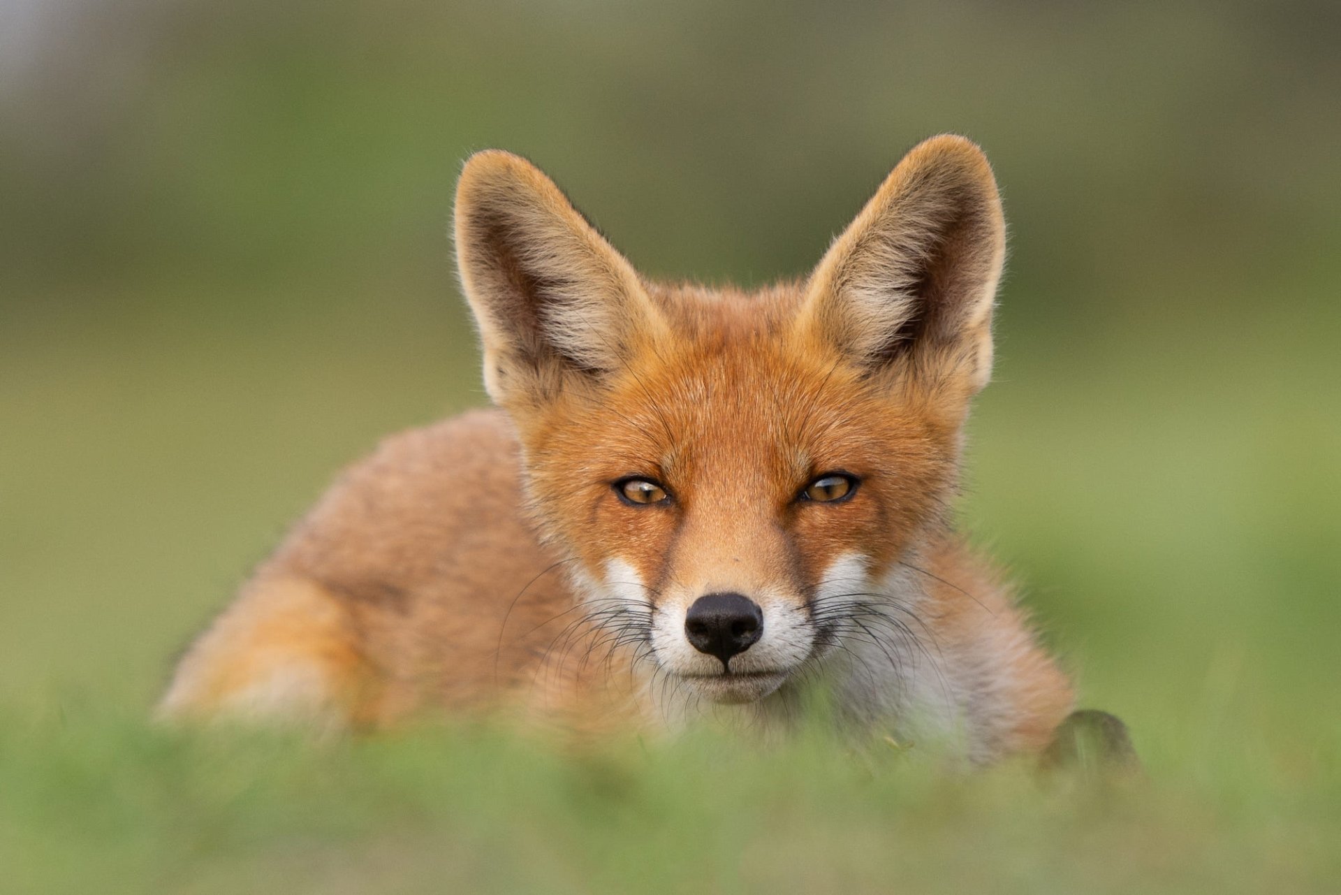Download Animal Fox HD Wallpaper | 2000x1334 | Wallpaper Abyss