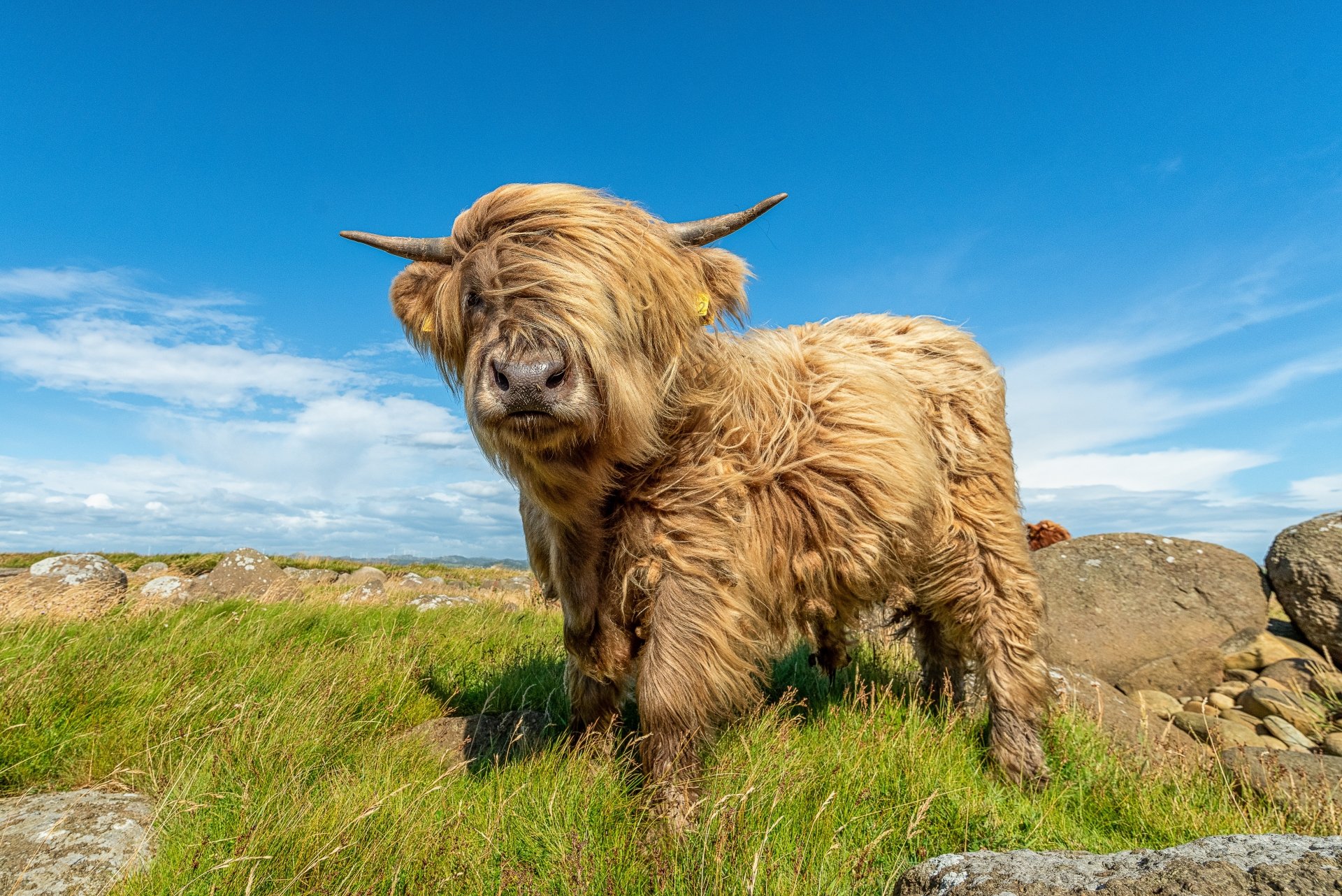 Download Animal Cow 4k Ultra HD Wallpaper