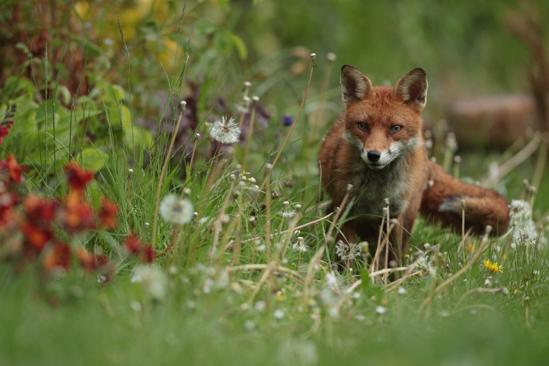 Download Animal Fox 4k Ultra HD Wallpaper | 5120x3413 | Wallpaper Abyss