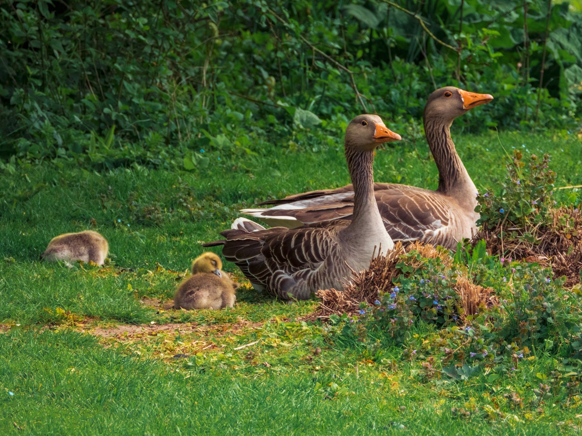 Download Animal Goose HD Wallpaper