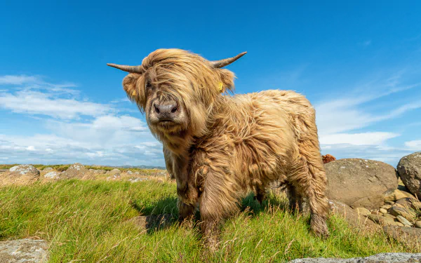 [60+] Cow 4k Wallpapers