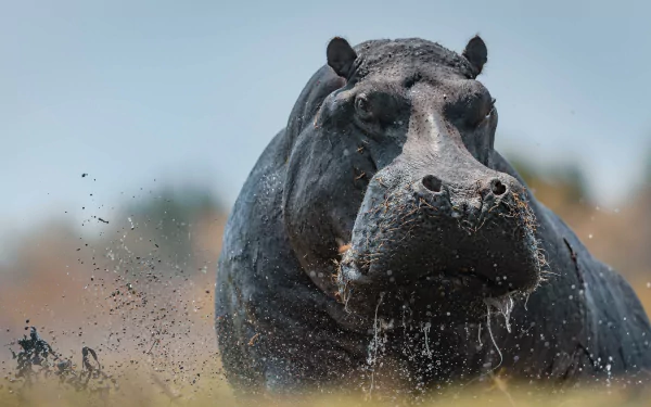[10+] Hippo 4k Wallpapers