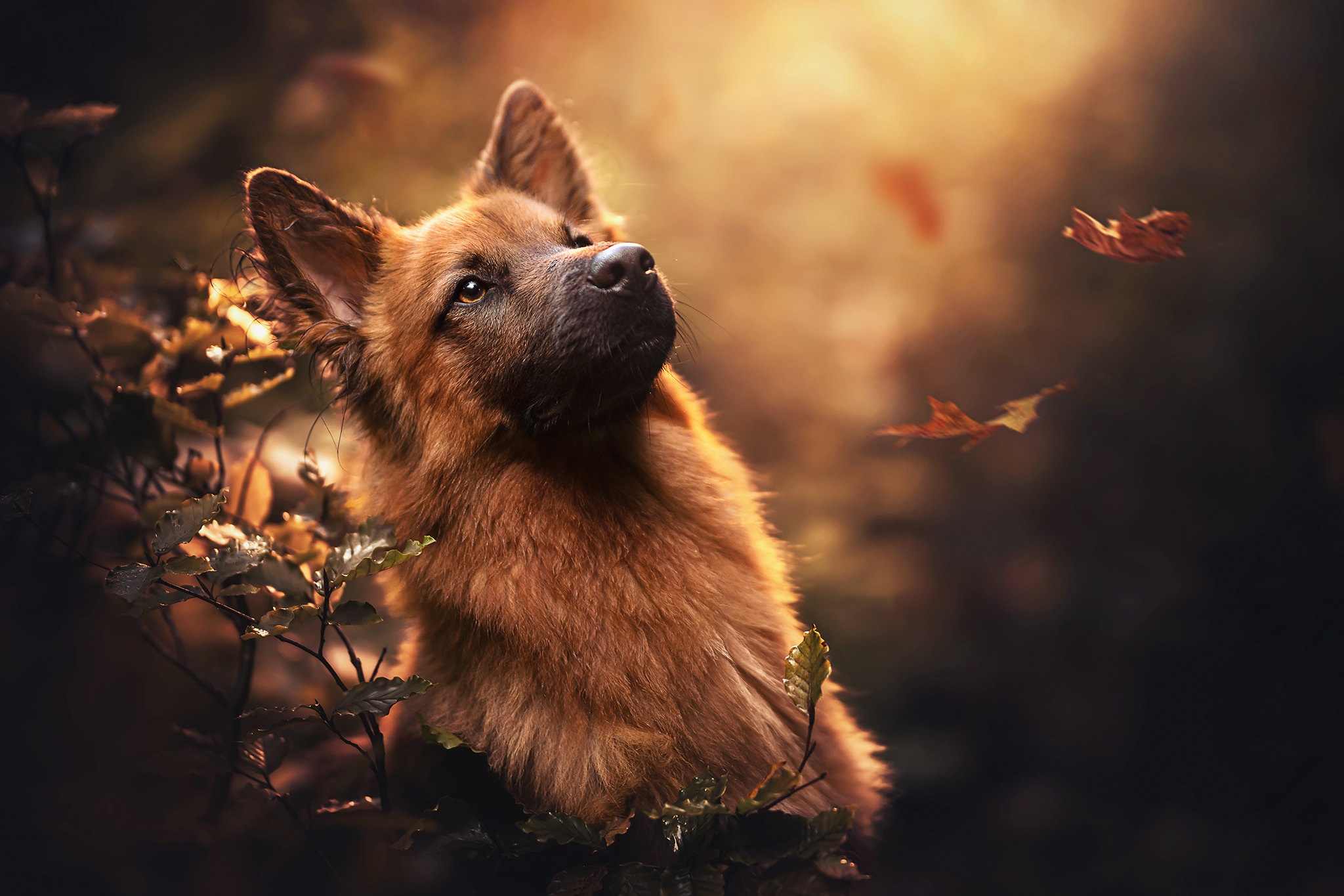 Download Animal German Shepherd HD Wallpaper