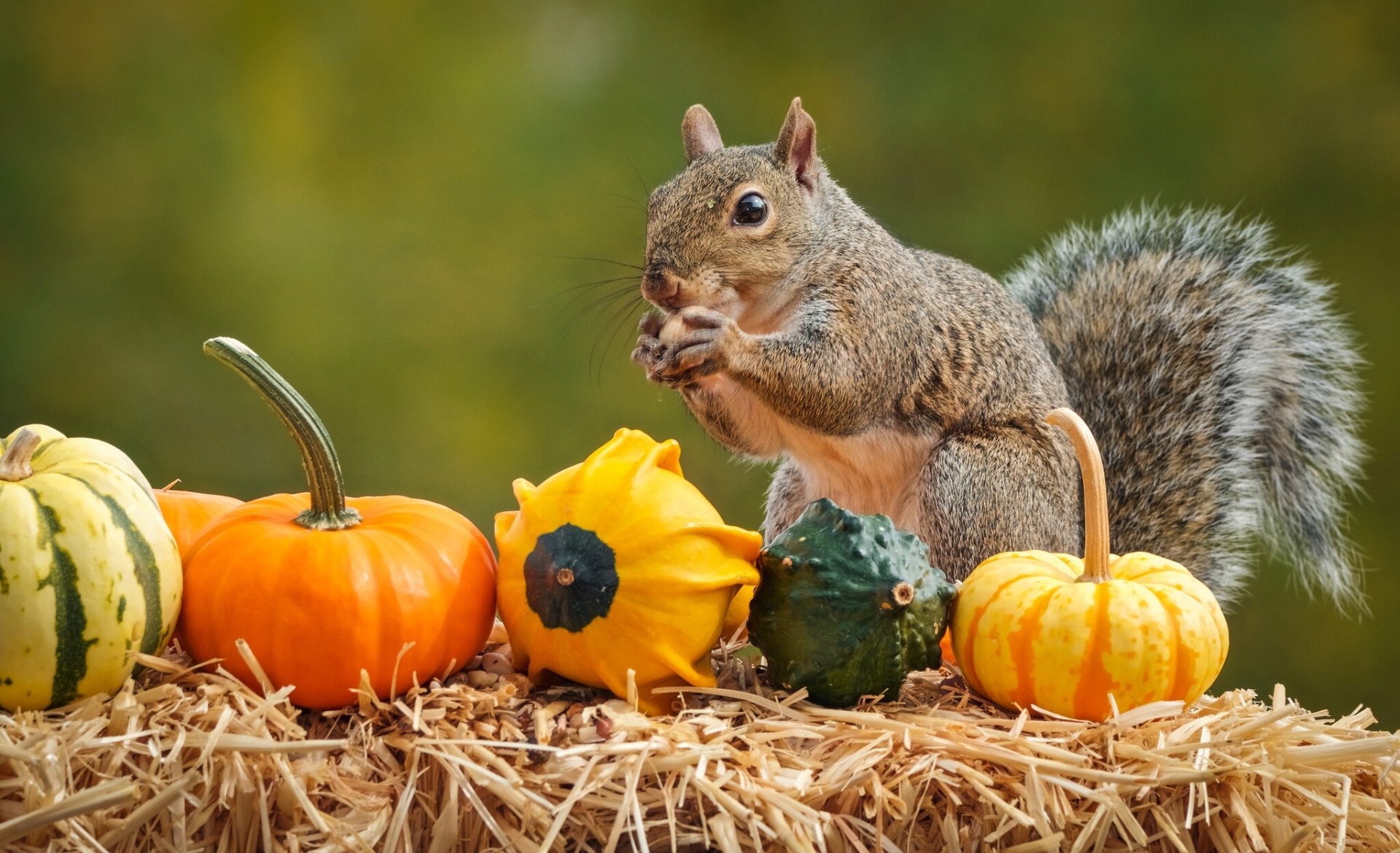 Download Rodent Animal Squirrel HD Wallpaper