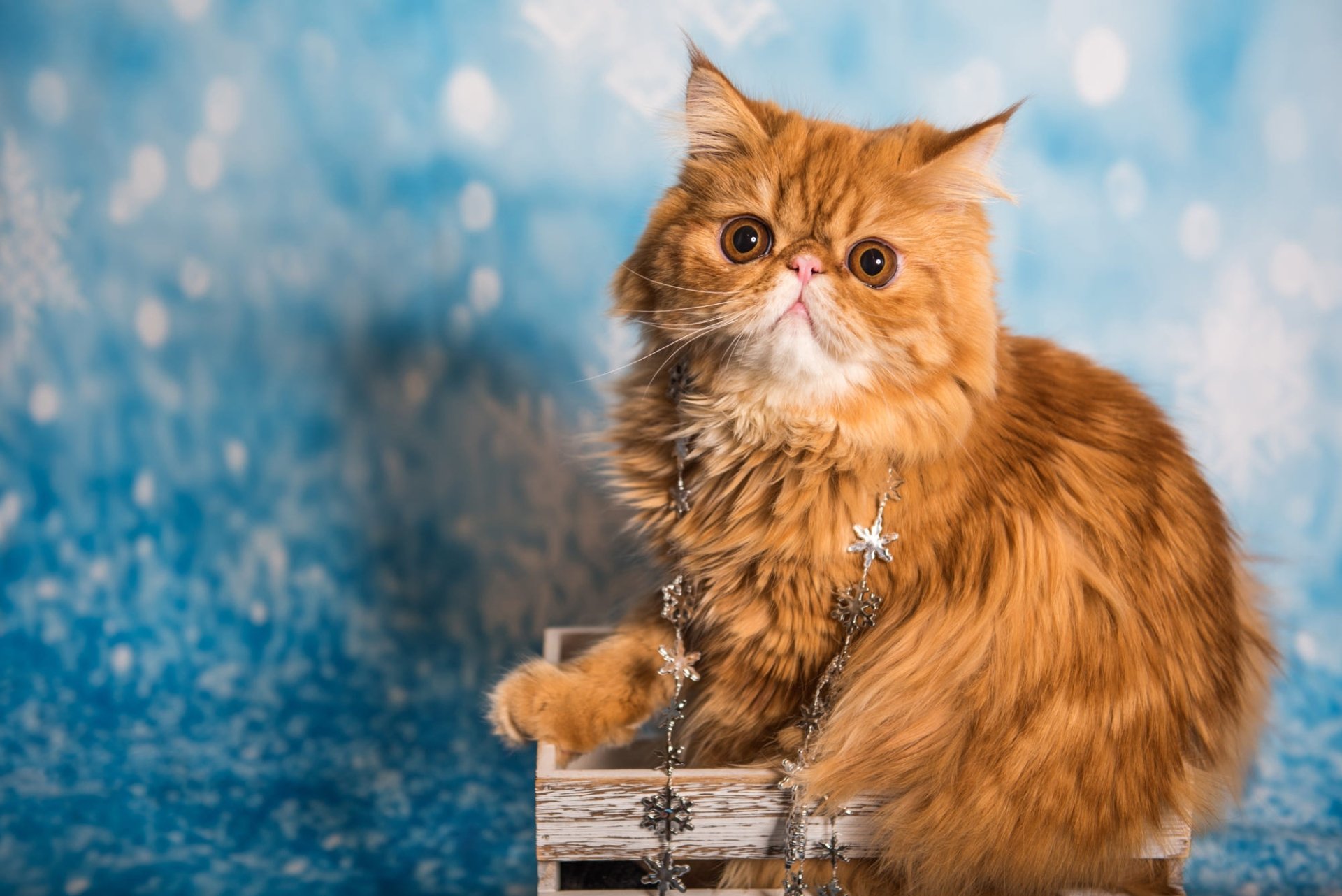 Download Animal Persian Cat HD Wallpaper