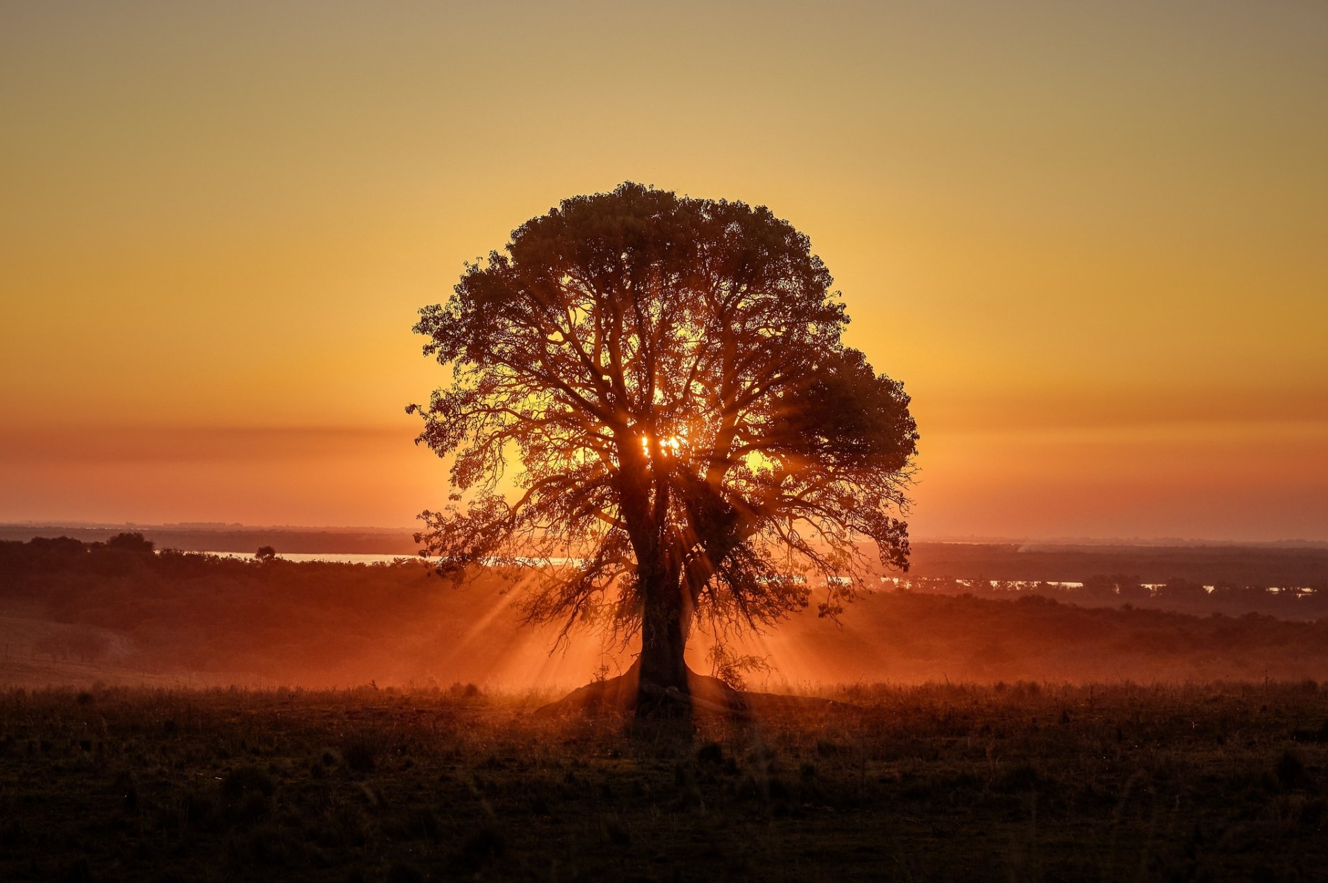 Download Sunbeam Tree Nature Sunset HD Wallpaper