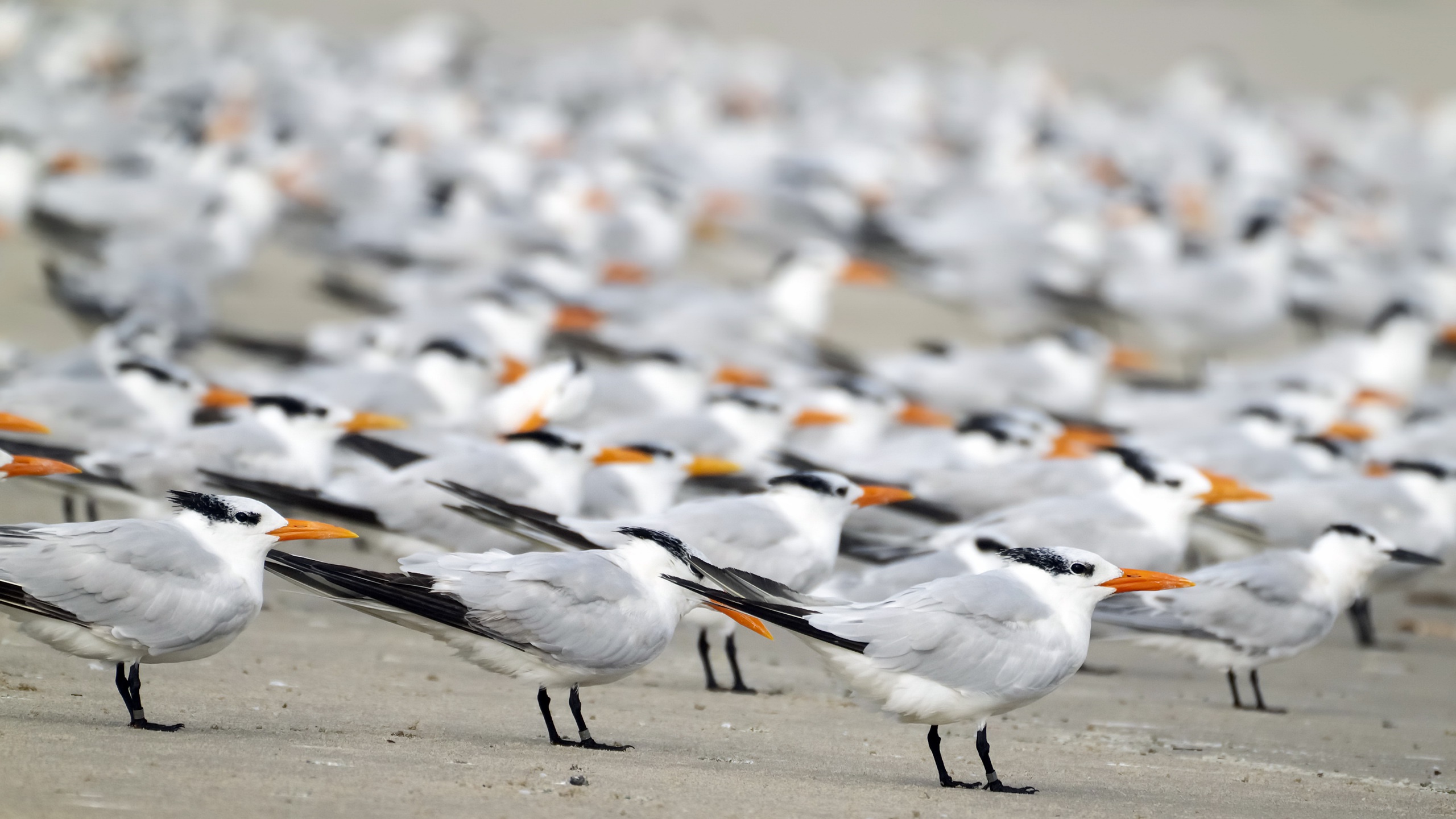 Download Animal Tern HD Wallpaper