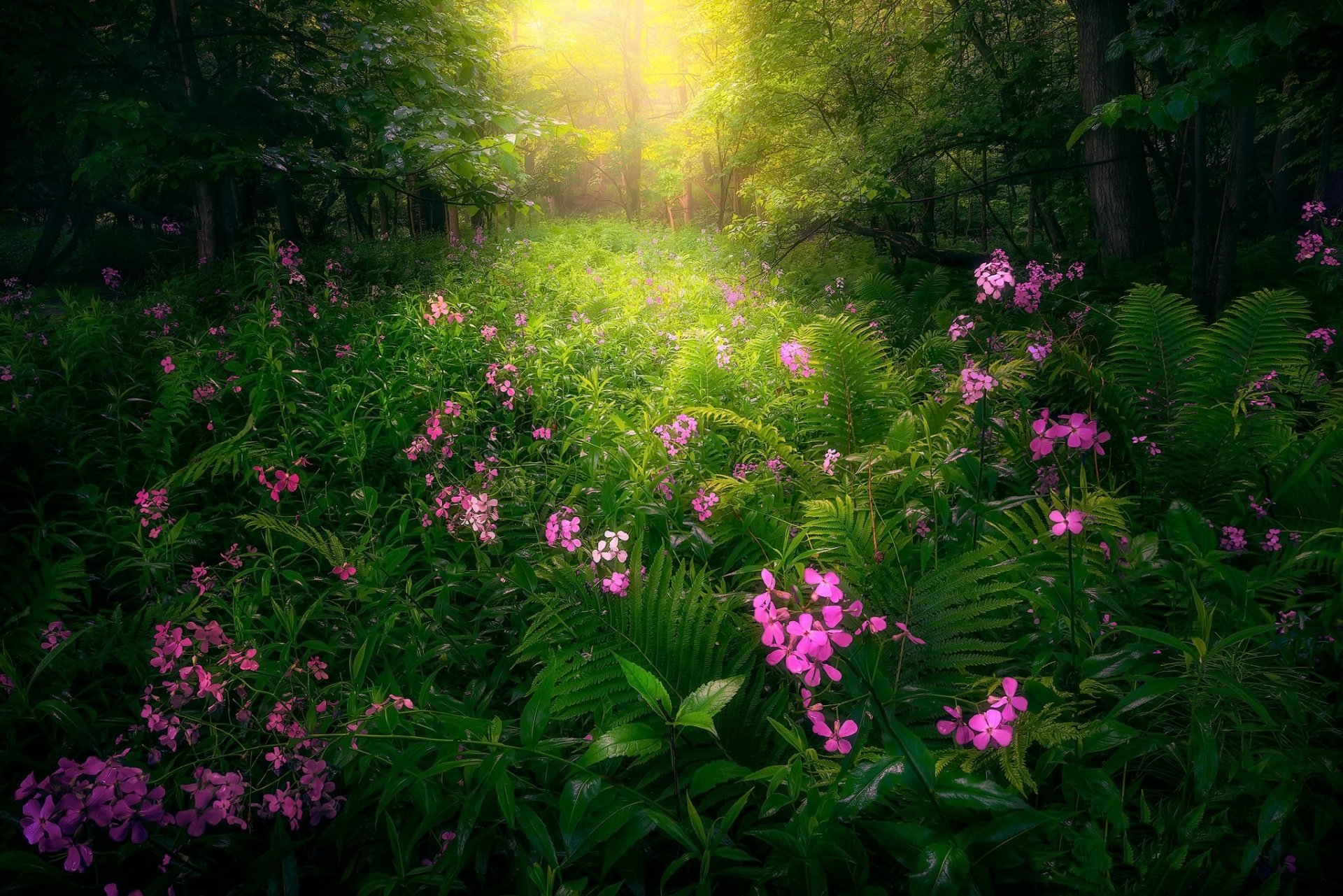 Download Nature Forest HD Wallpaper | 2048x1366 | Wallpaper Abyss