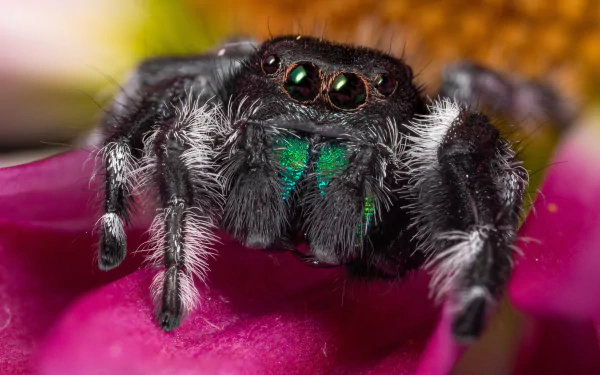 [20+] Jumping Spider 4k Wallpapers