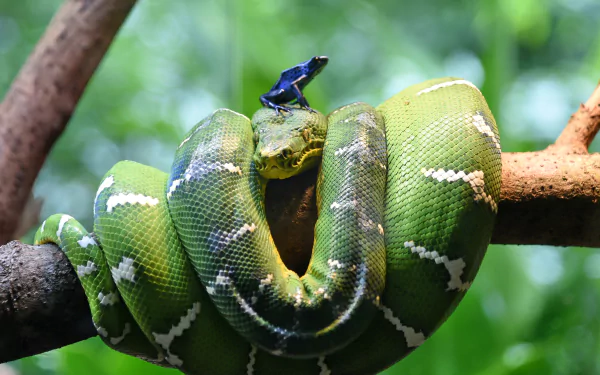 [20+] Python 4k Wallpapers