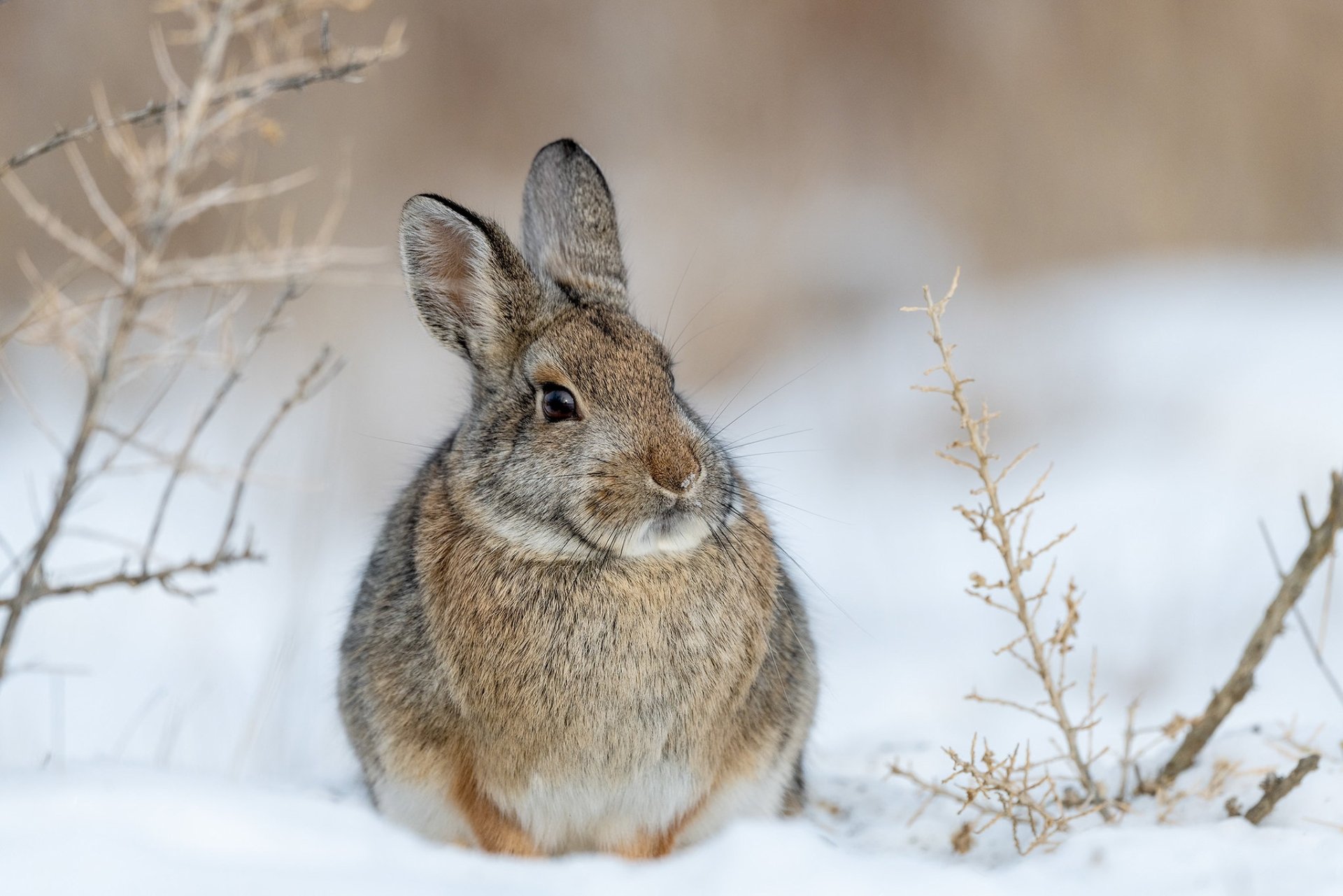 Download Animal Hare HD Wallpaper