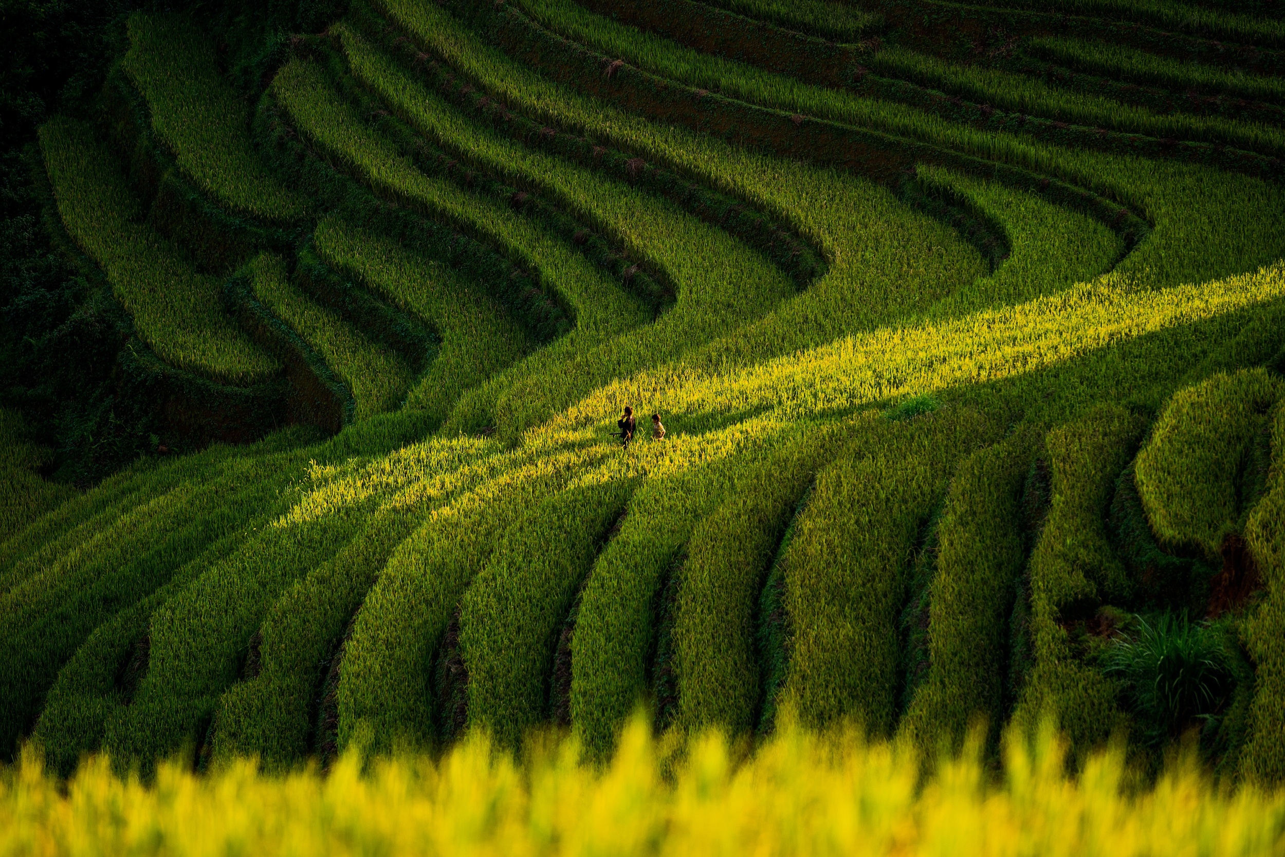 Download Man Made Rice Terrace HD Wallpaper