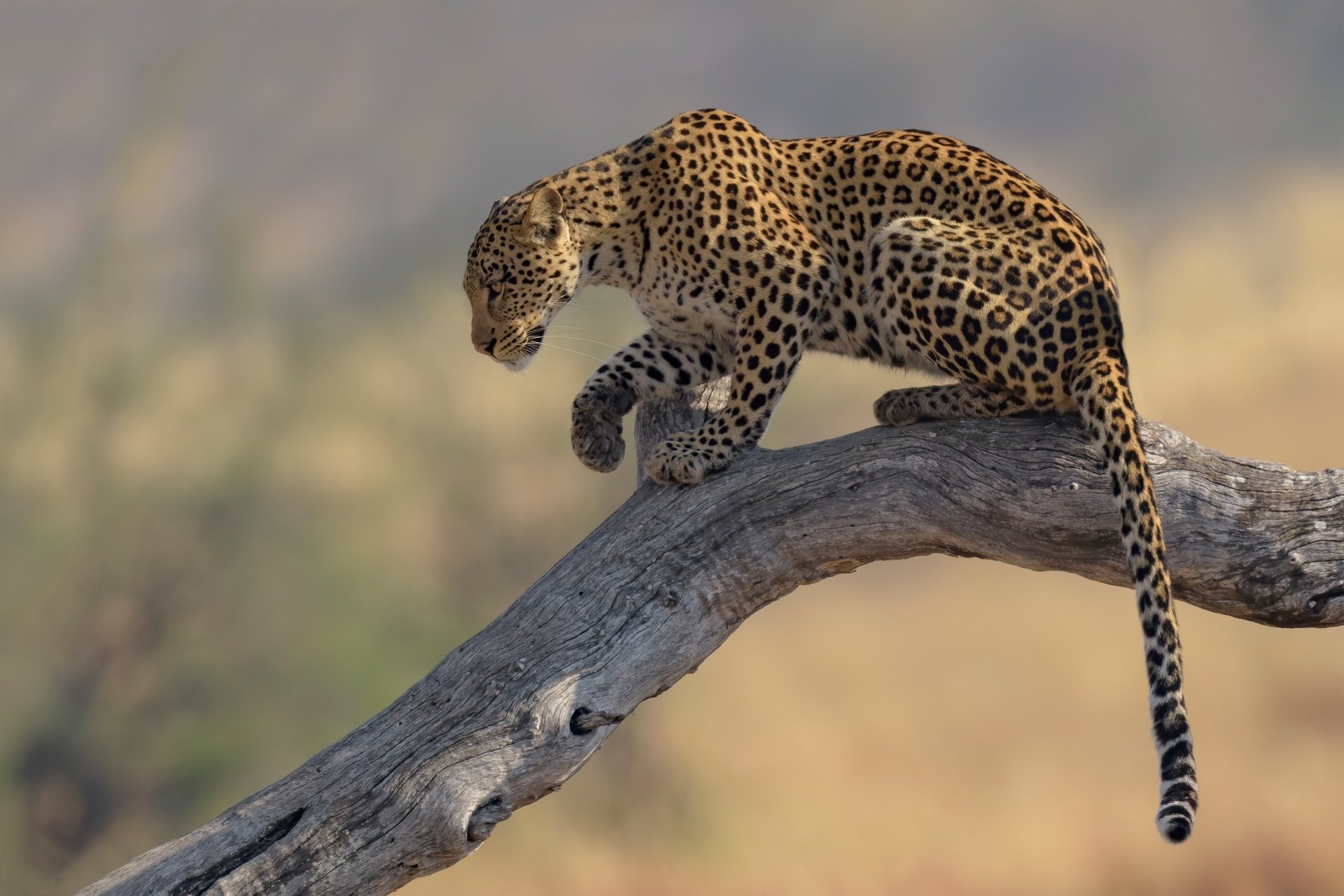 Download Animal Leopard HD Wallpaper | 3000x2001 | Wallpaper Abyss