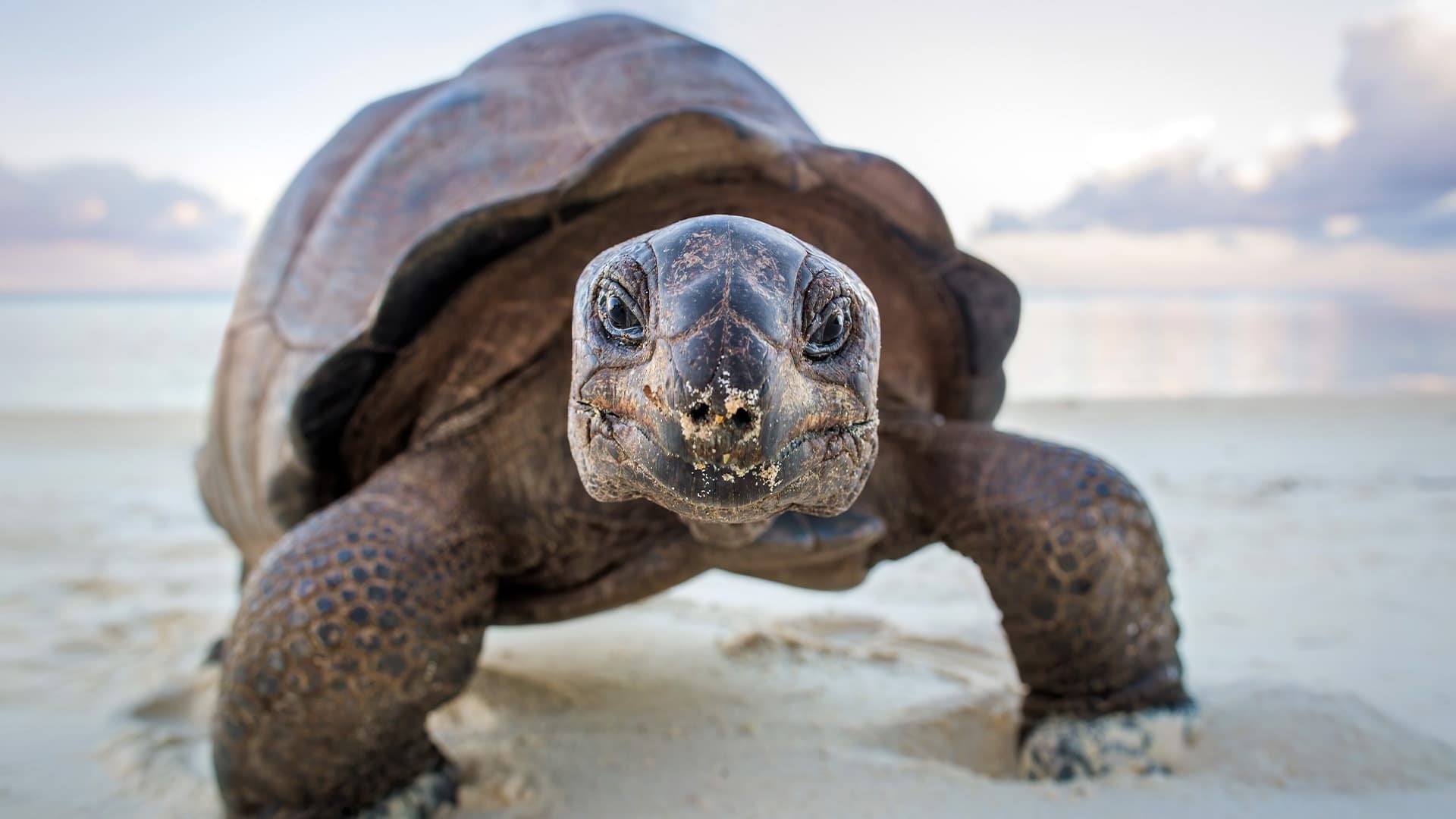 Download Turtle TV Show A Perfect Planet HD Wallpaper