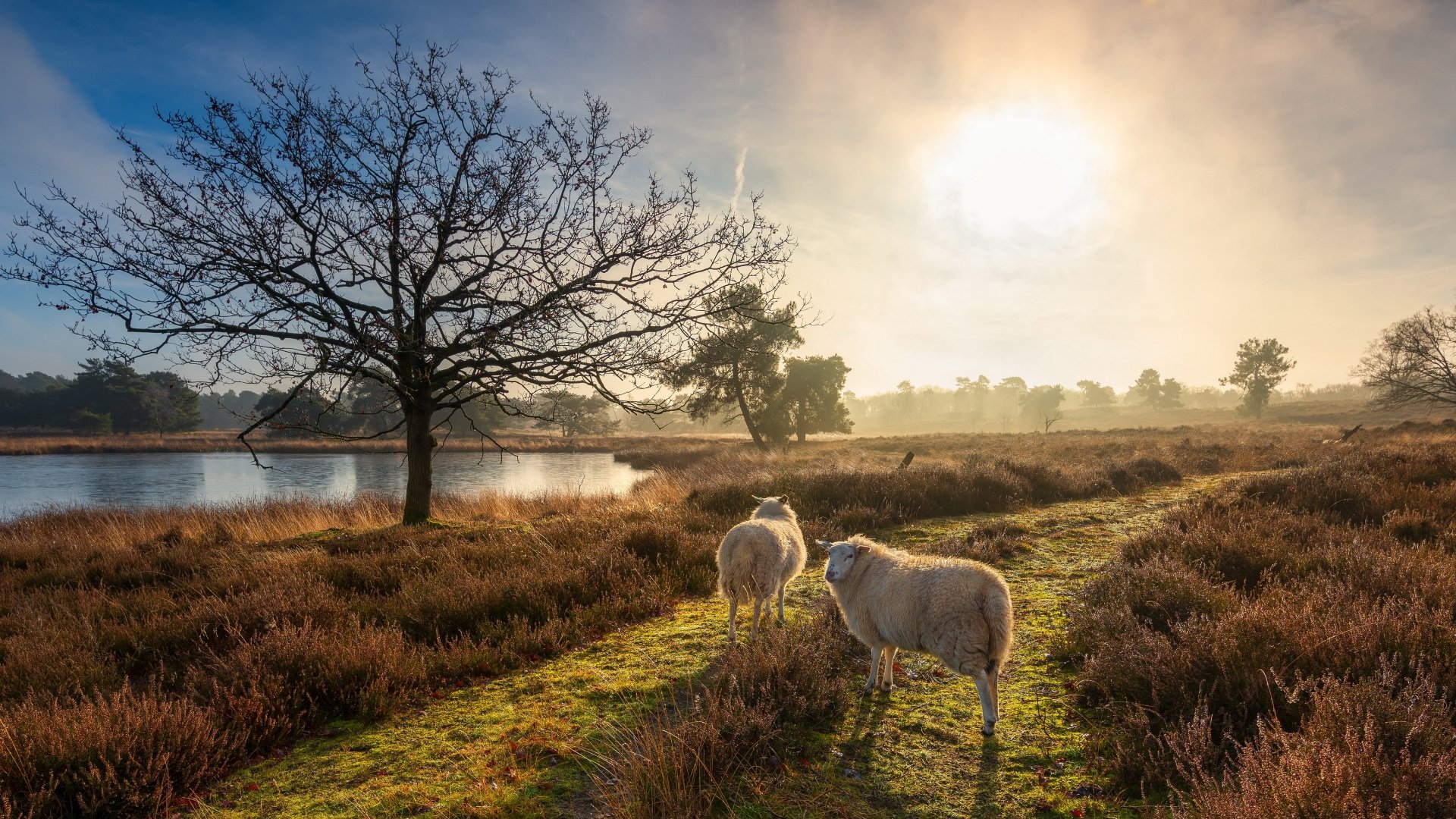 Download Animal Sheep 4k Ultra HD Wallpaper