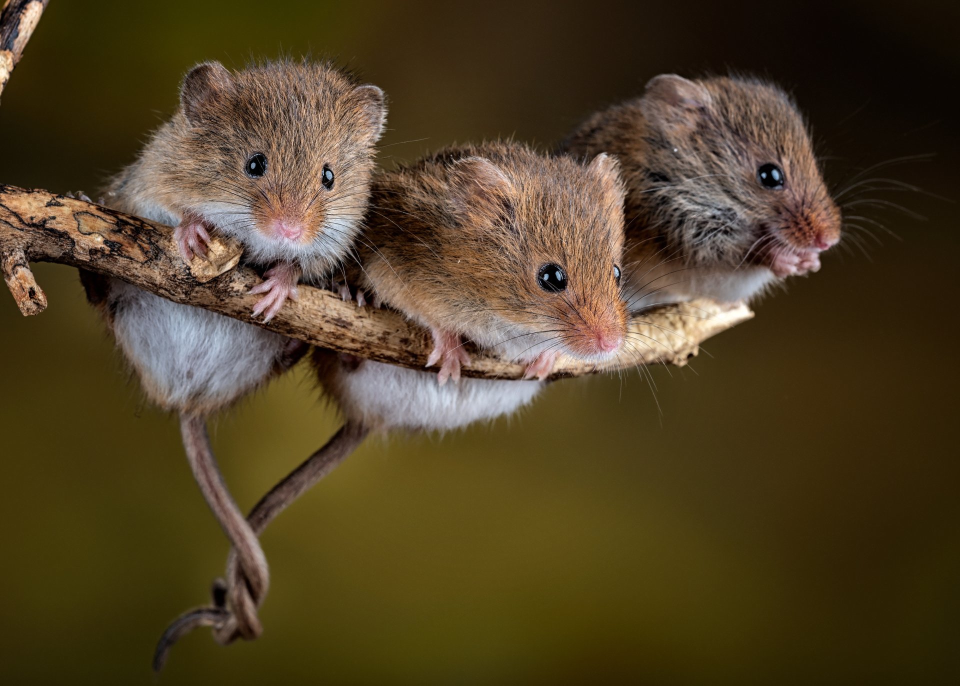 Download Rodent Animal Mouse HD Wallpaper