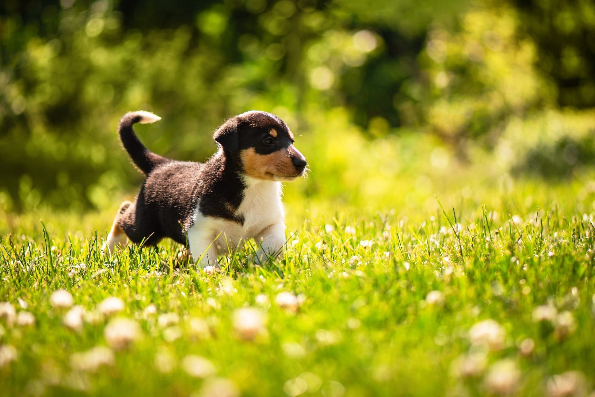 Download Baby Animal Animal Puppy HD Wallpaper | 2000x1333 | Wallpaper ...