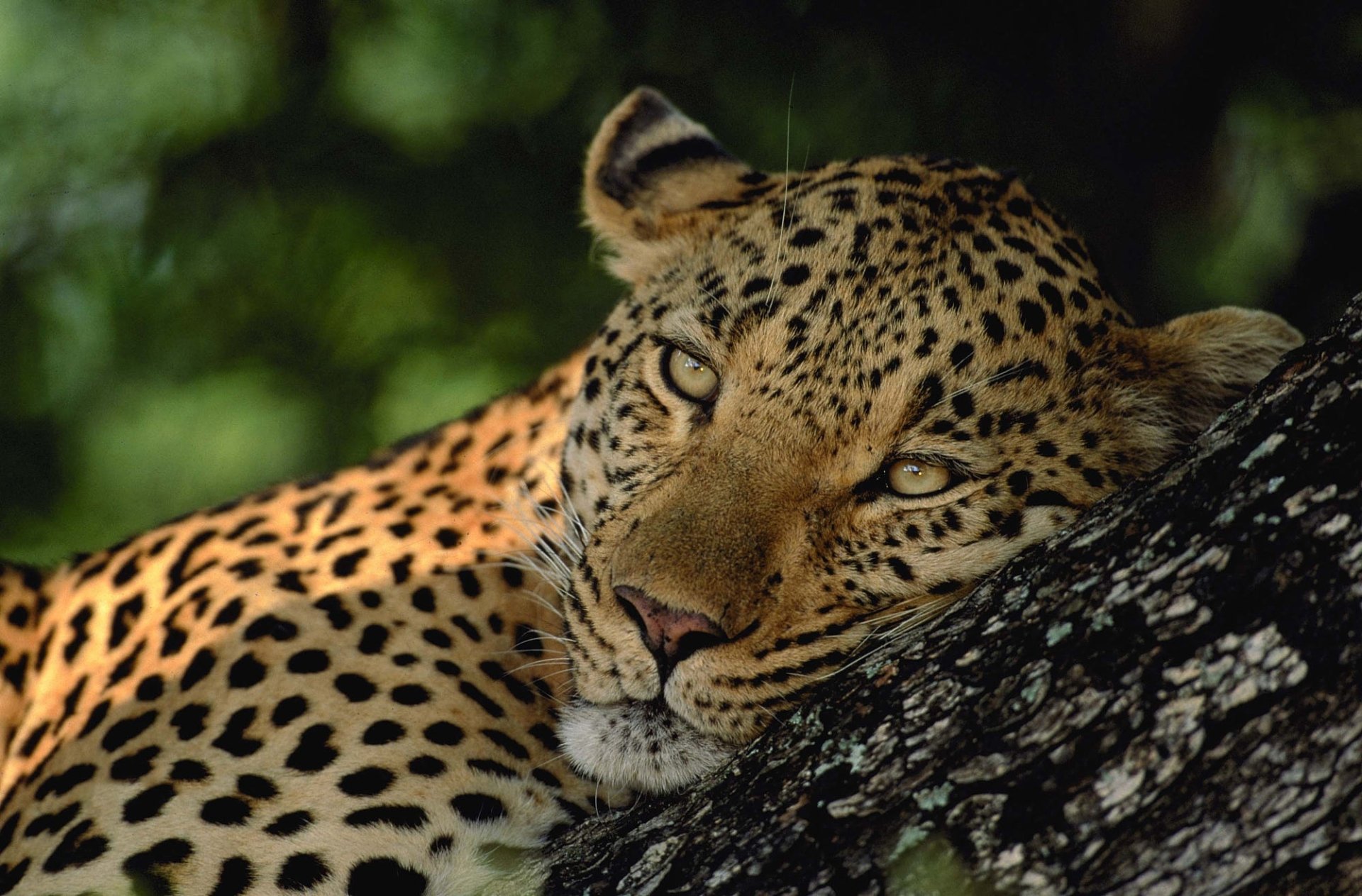 Download Animal Leopard HD Wallpaper | 2000x1316 | Wallpaper Abyss