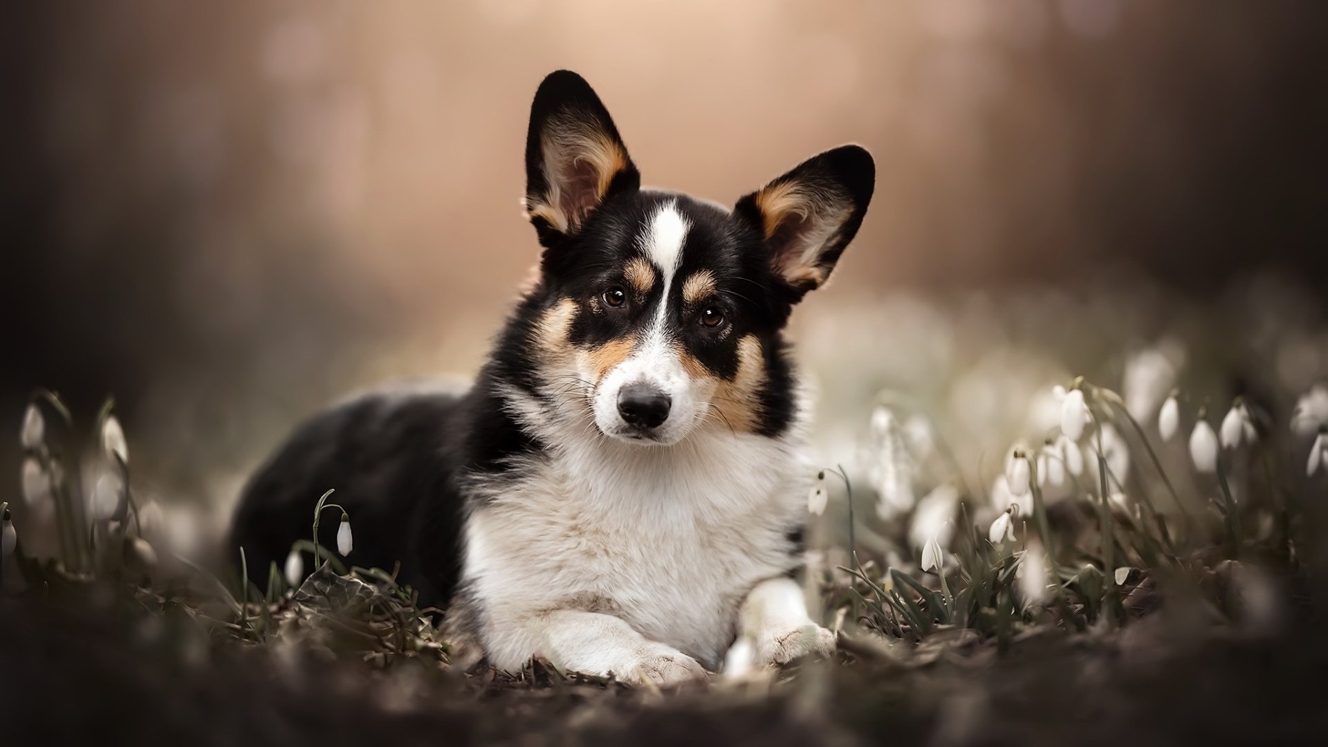 Download Animal Corgi HD Wallpaper