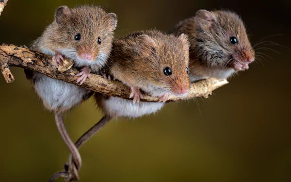 [30+] Mouse 4k Wallpapers