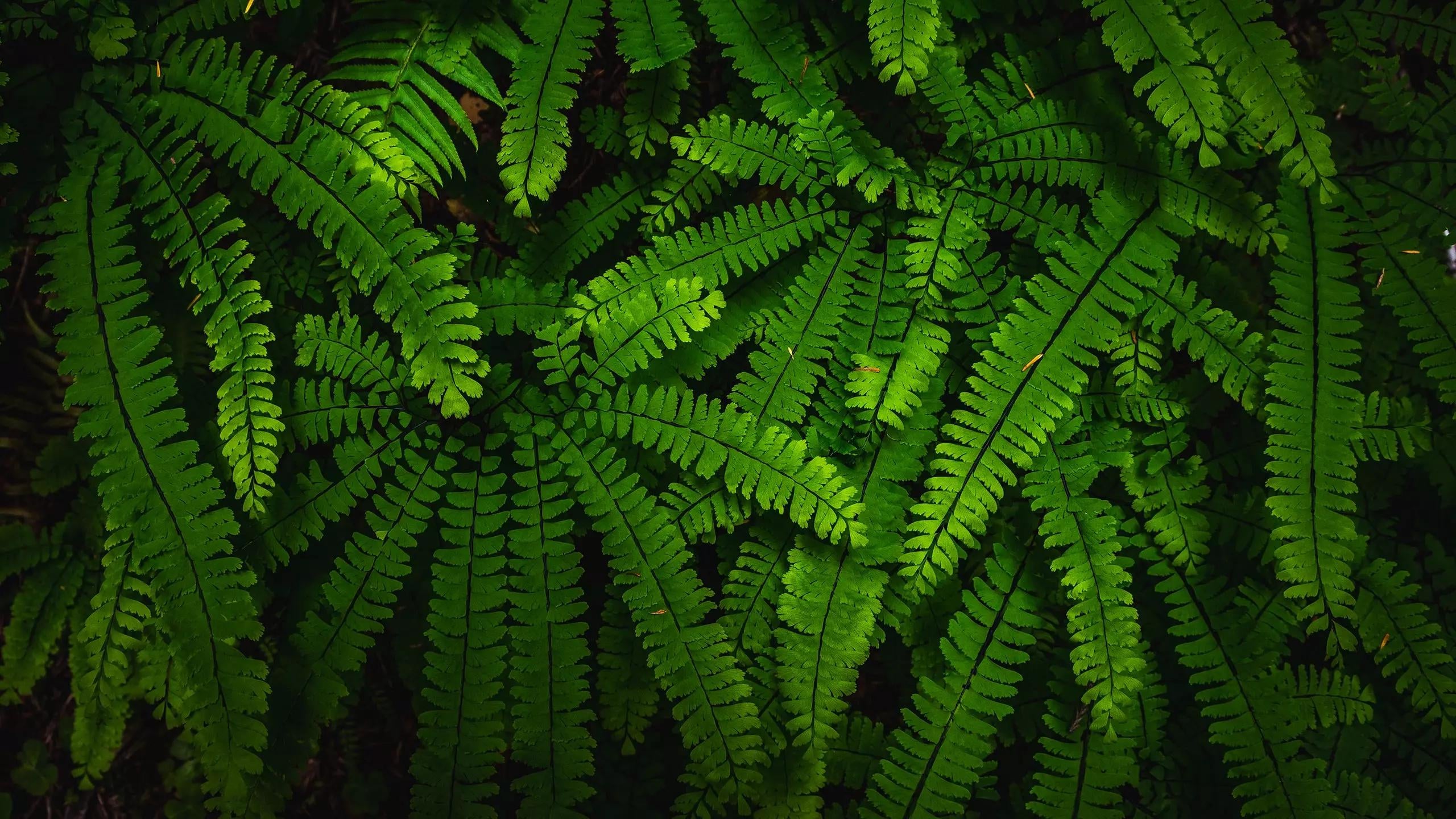 Download Nature Fern HD Wallpaper