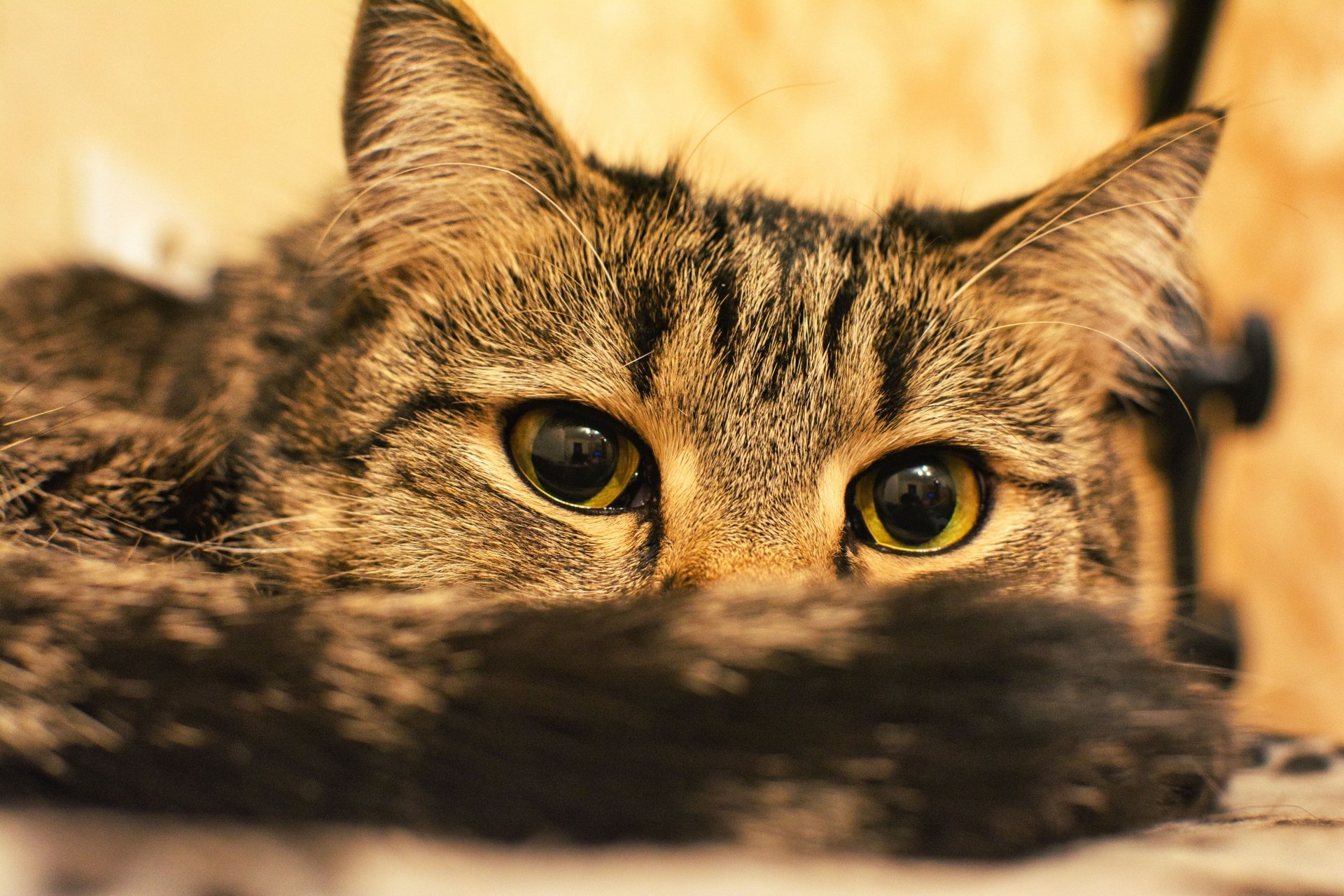Download Stare Animal Cat 4k Ultra HD Wallpaper