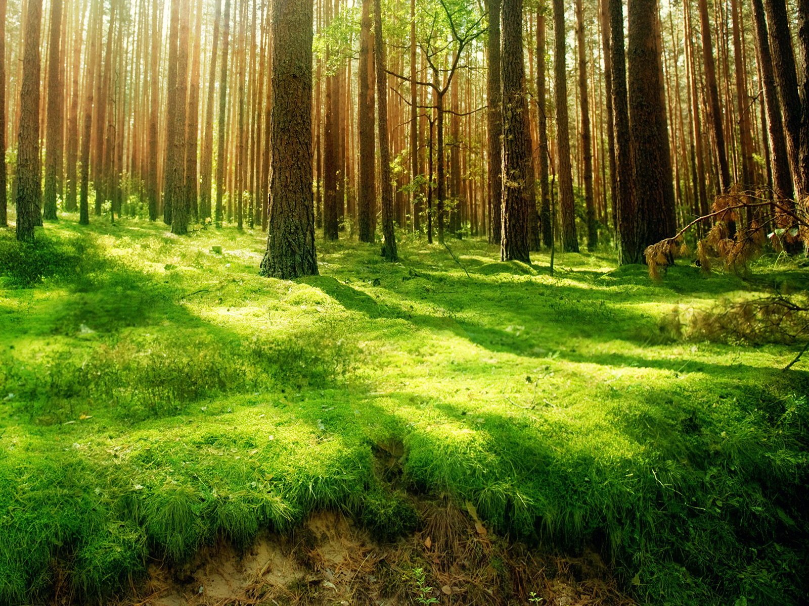 Download Nature Forest Wallpaper