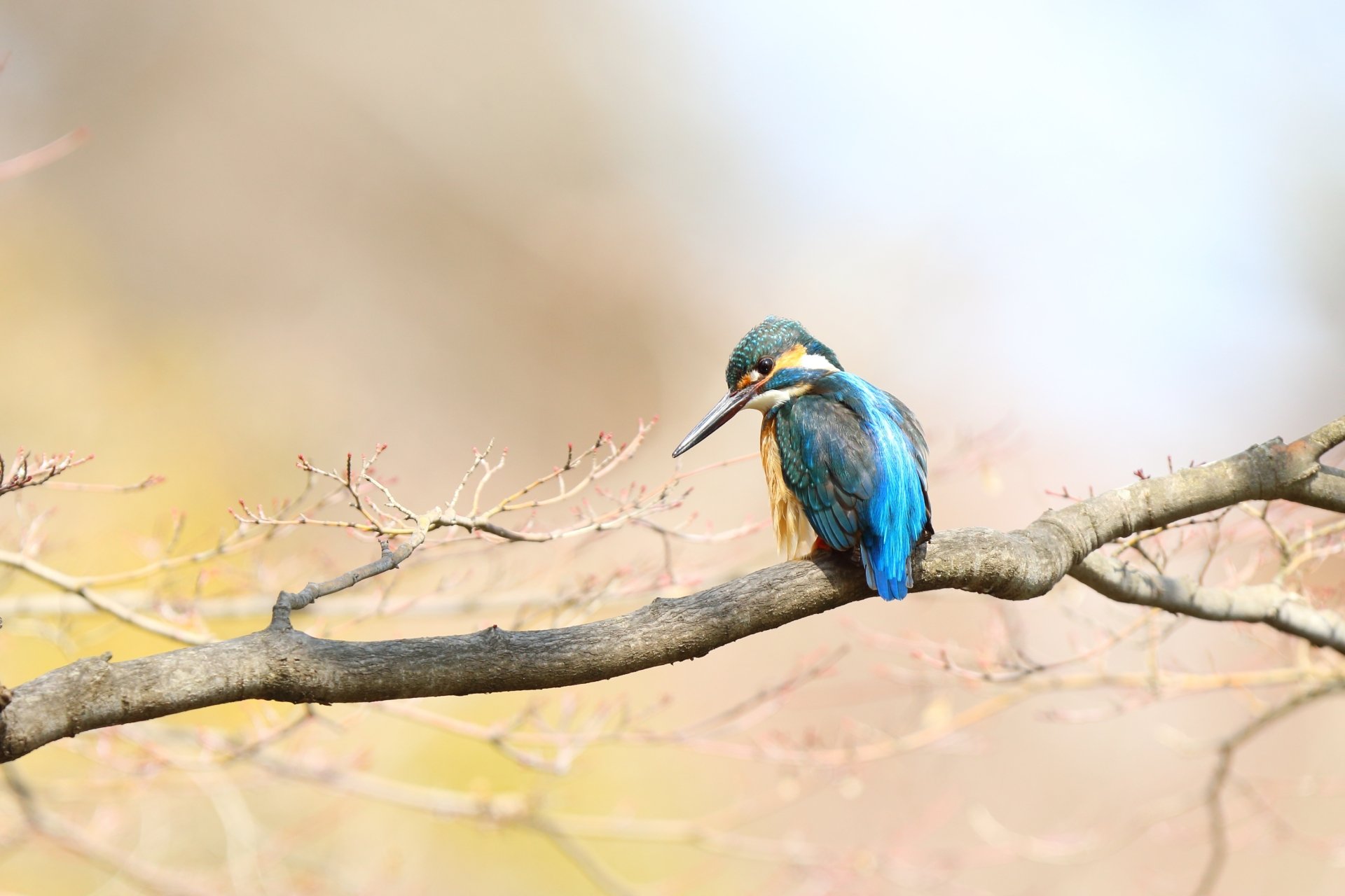 Download Animal Kingfisher 4k Ultra HD Wallpaper