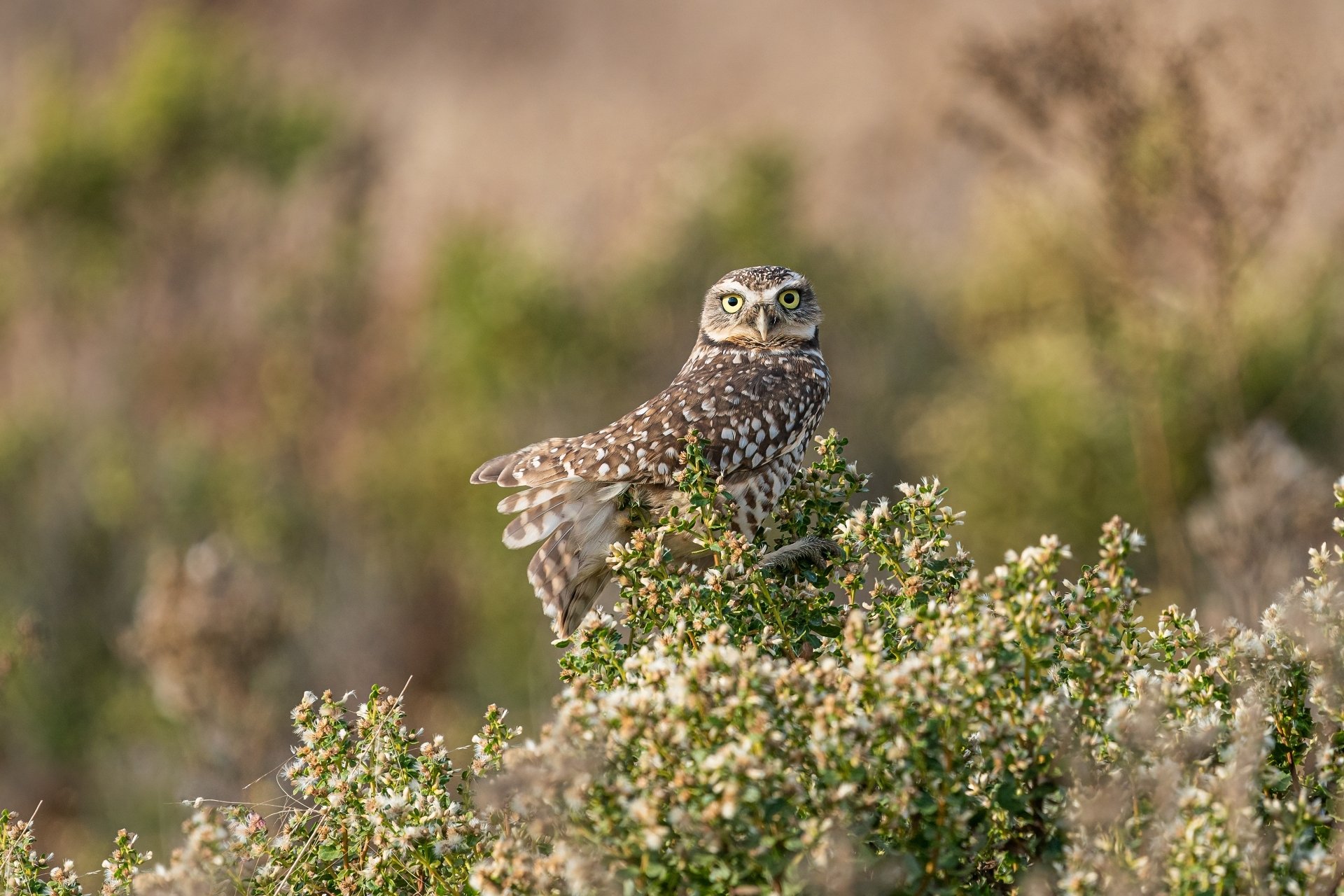 Download Animal Owl 4k Ultra HD Wallpaper | 3840x2560 | Wallpaper Abyss