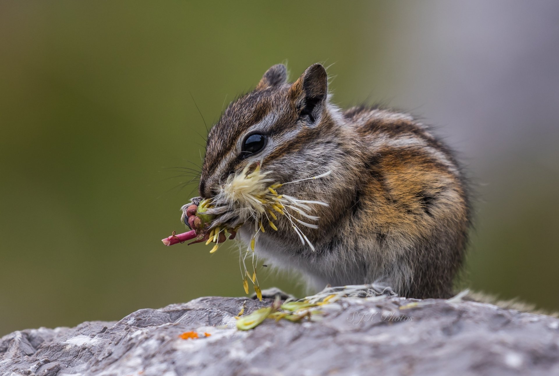 Download Animal Chipmunk HD Wallpaper | 3396x2284 | Wallpaper Abyss