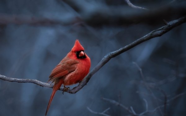 [120+] Cardinal Wallpapers