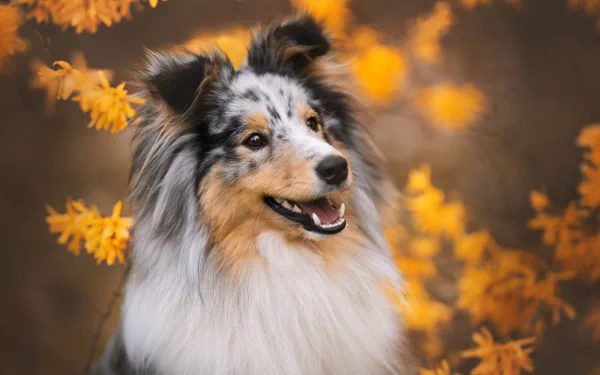 [20+] Shetland Sheepdog 4k Wallpapers