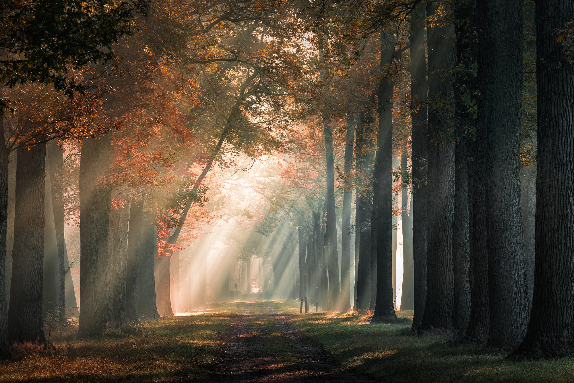 Download Sunbeam Nature Path HD Wallpaper