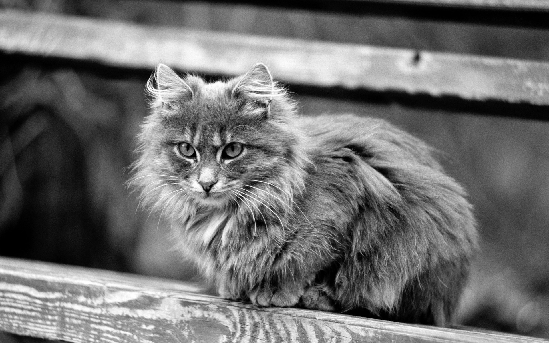 Download Animal Cat HD Wallpaper