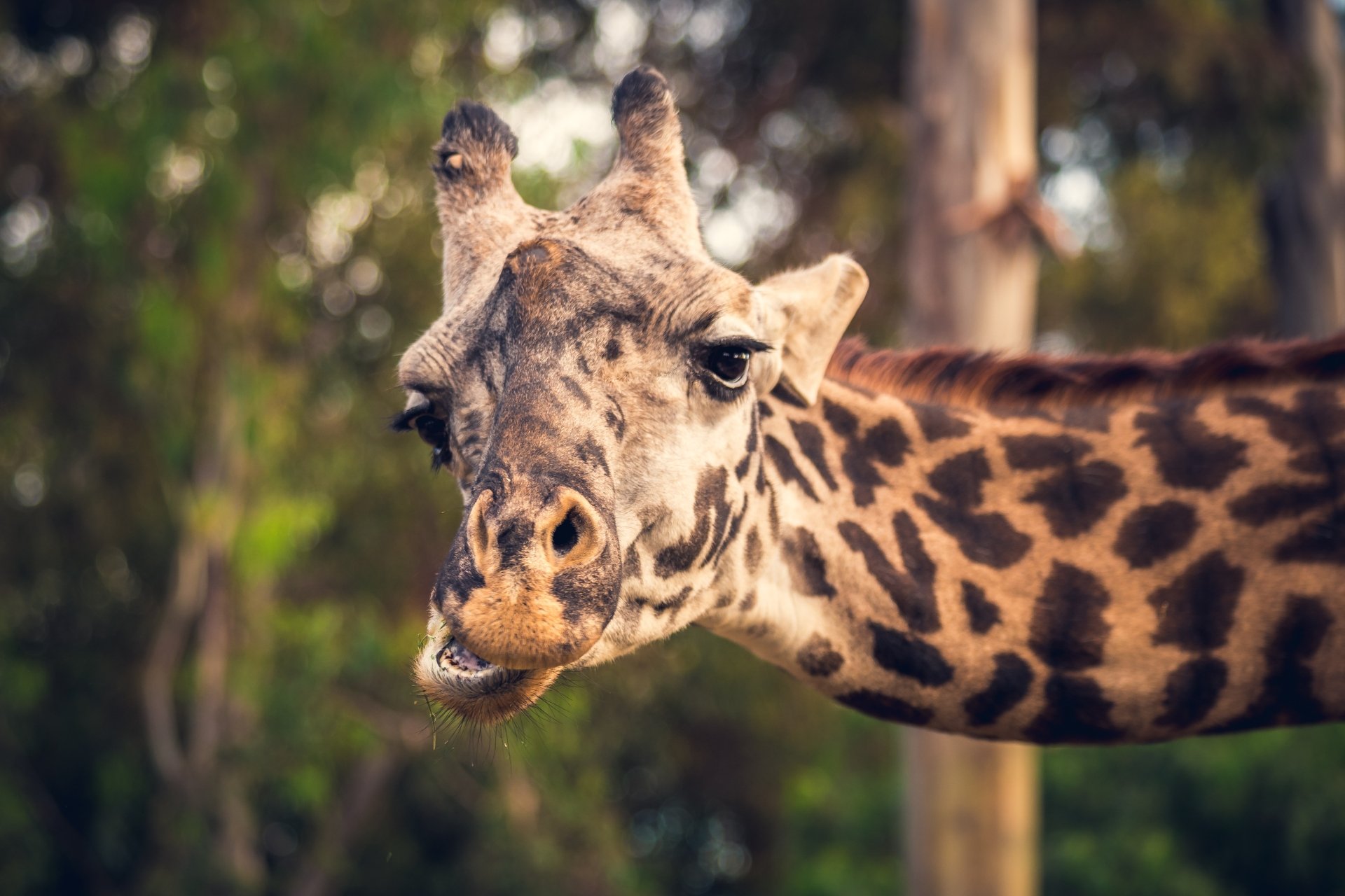 Download Animal Giraffe 4k Ultra HD Wallpaper