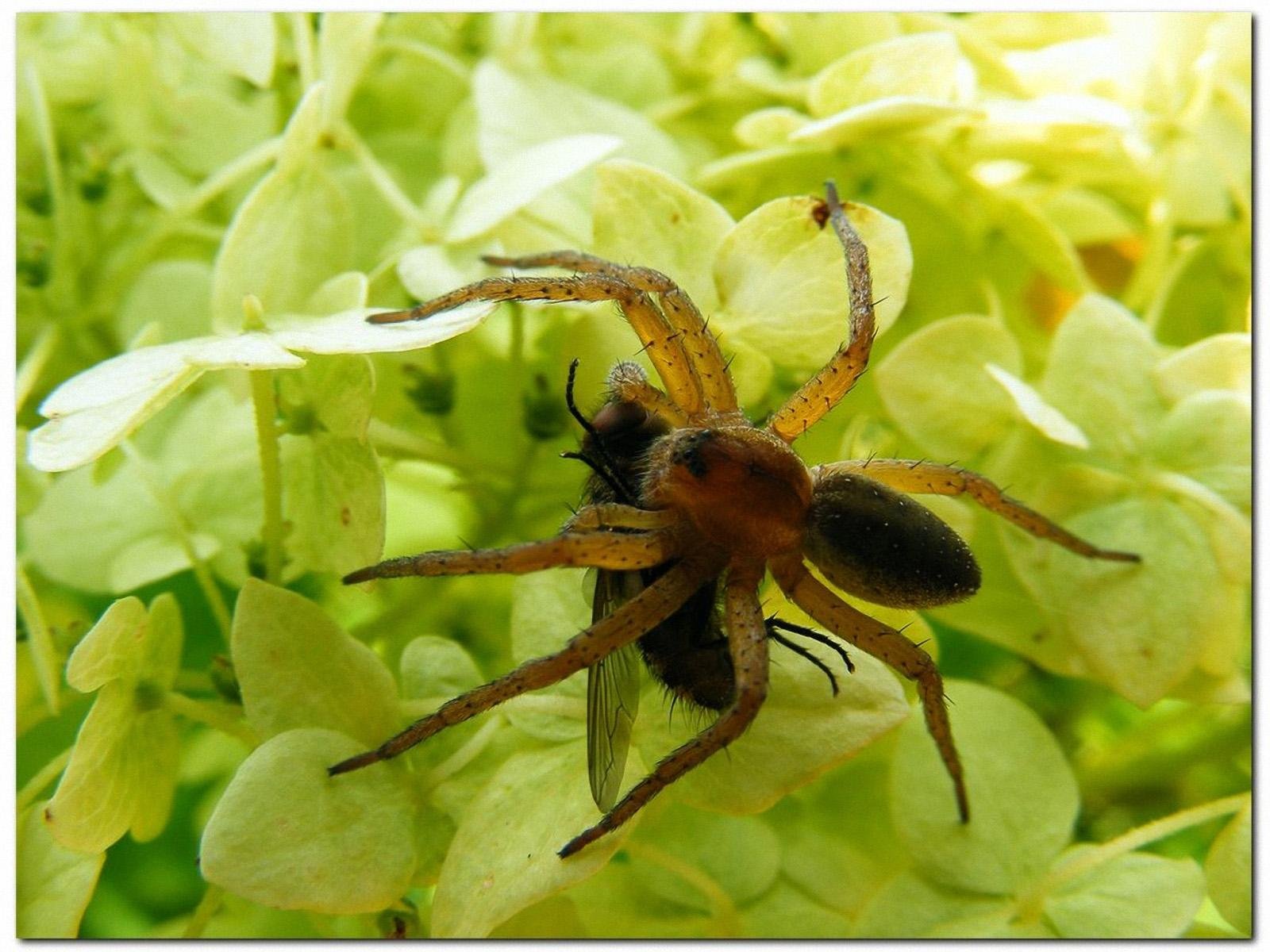 Animal Spider Wallpaper