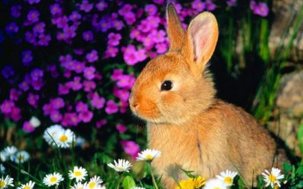 The Black Mustache Rabbits HD Wallpaper | Background Image | 1920x1200