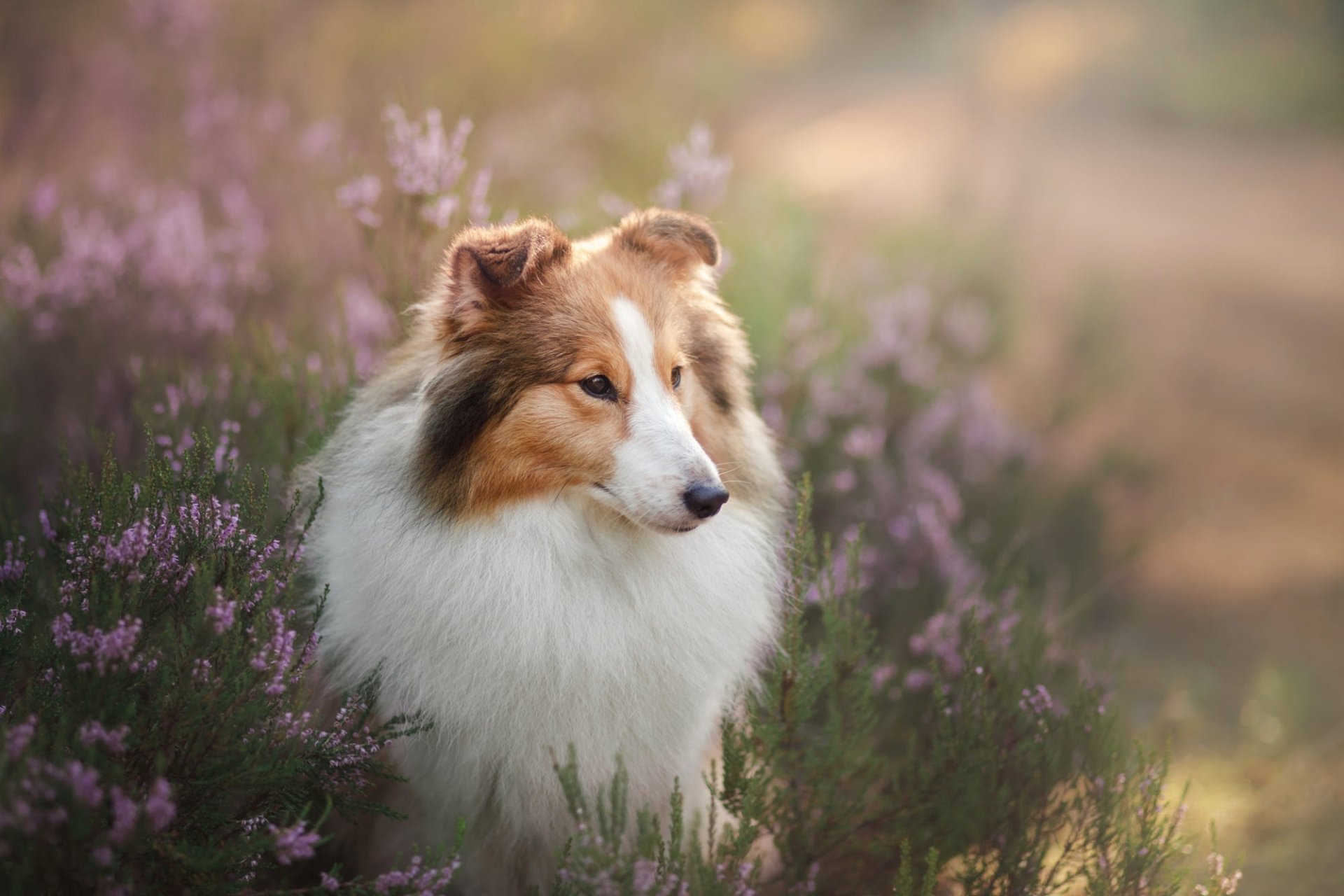 Download Animal Shetland Sheepdog HD Wallpaper