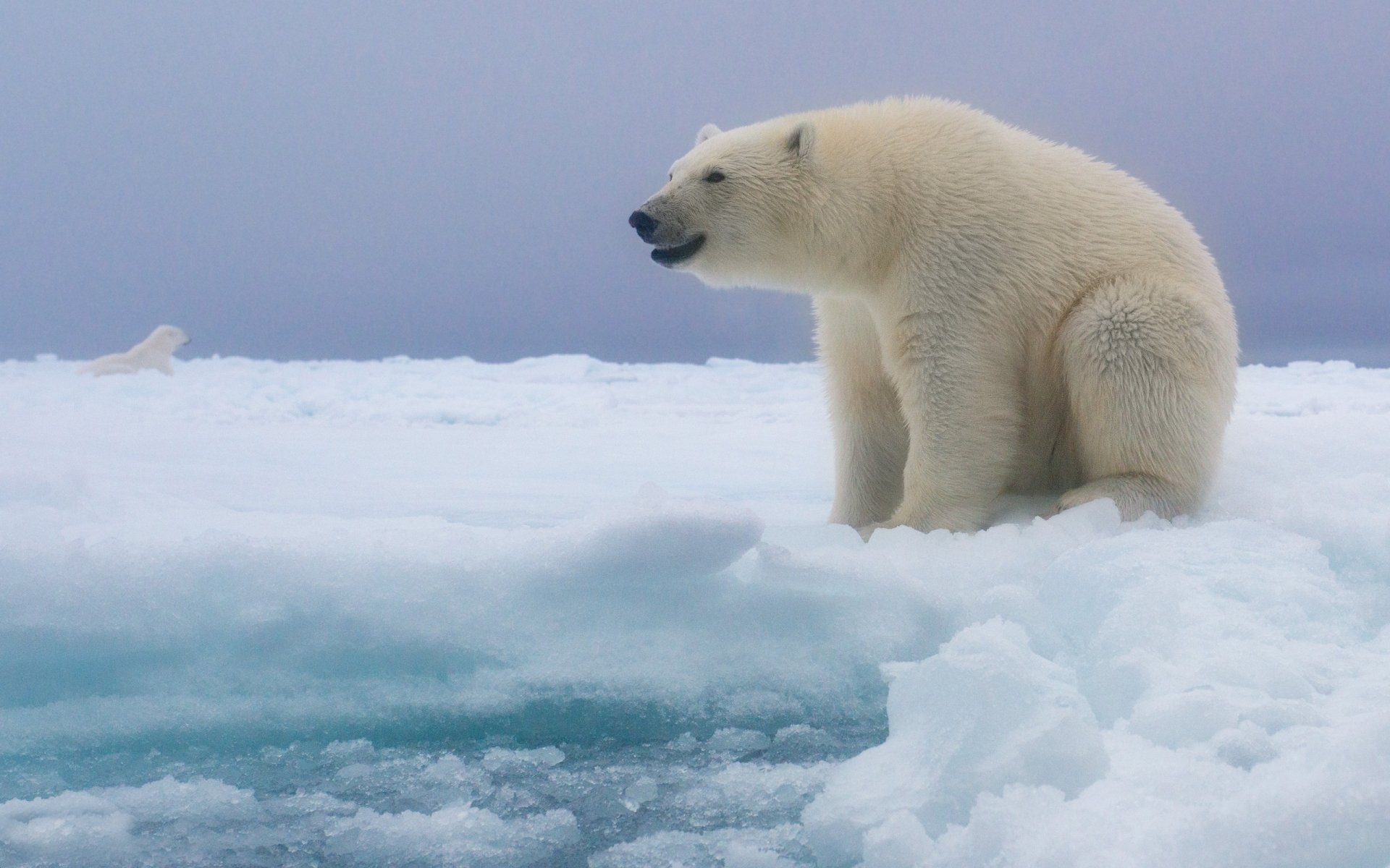 Download Animal Polar Bear HD Wallpaper by Mike Reifman