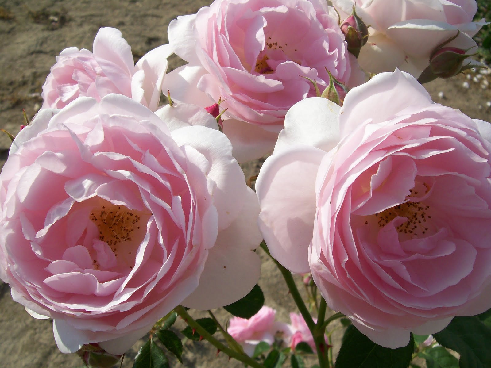HD Rose Blossom: Nature’s Elegant Pink Beauty Wallpaper | 1600x1200 ...