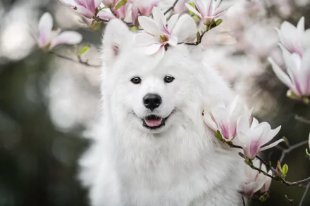 Samoyed - Desktop Wallpapers, Phone Wallpaper, PFP, Gifs, and More!