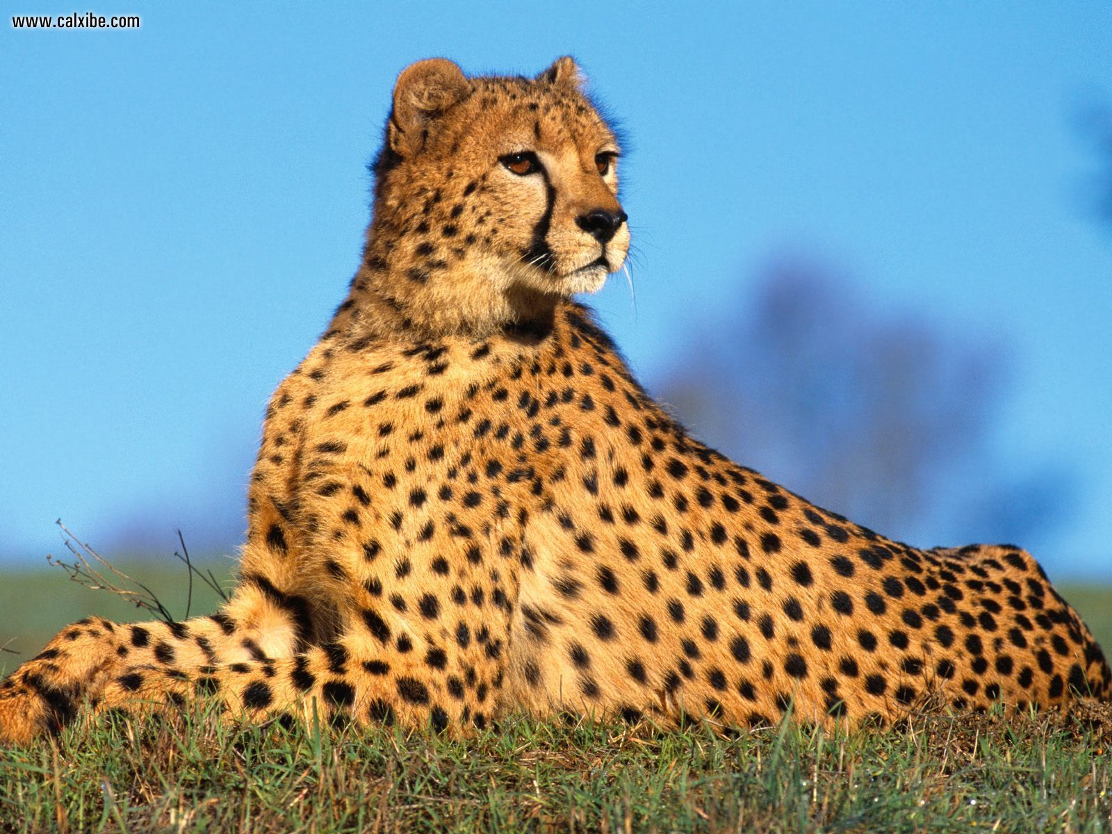 Download Animal Cheetah HD Wallpaper Download Animal Cheetah HD Wallpaper