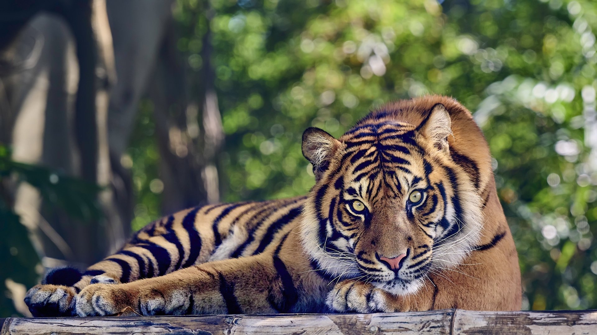 Download Animal Tiger 4k Ultra HD Wallpaper