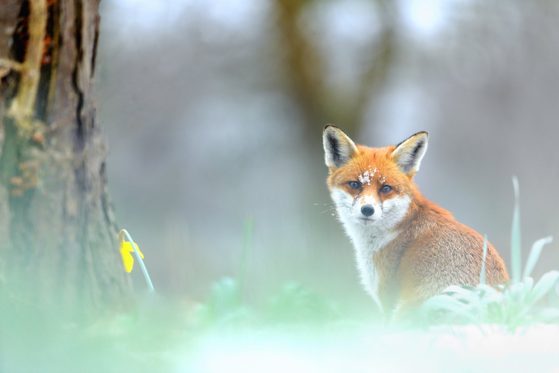 Download Animal Fox 4k Ultra HD Wallpaper