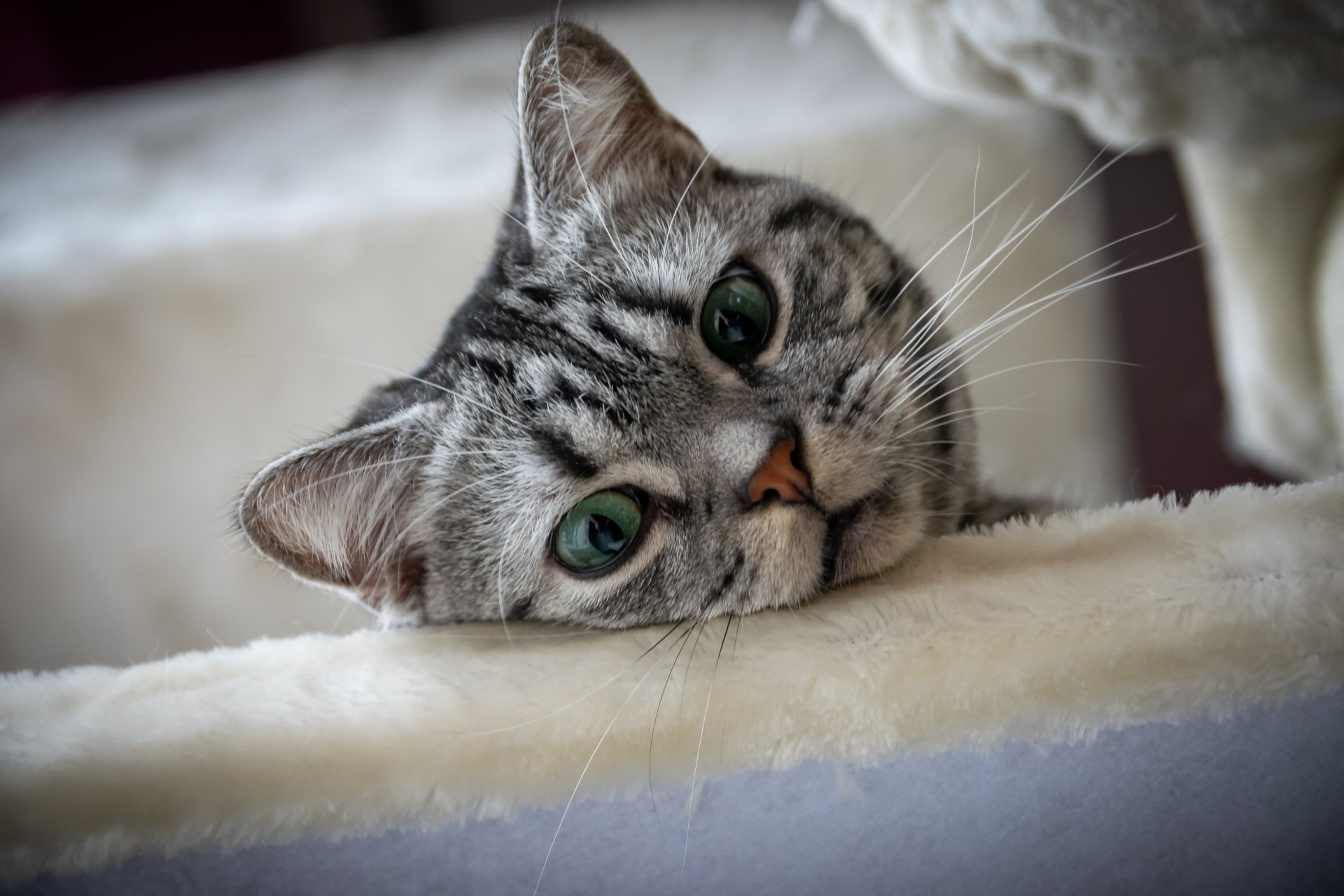 Download Animal Cat 4k Ultra HD Wallpaper | 6000x4000 | Wallpaper Abyss